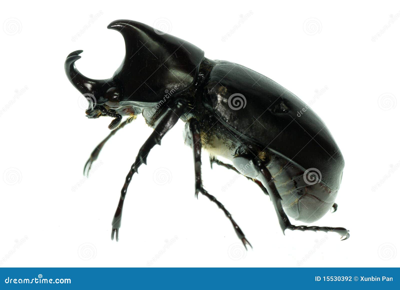 Besouro De Hercules Do Rinoceronte Foto de Stock - Imagem de ...