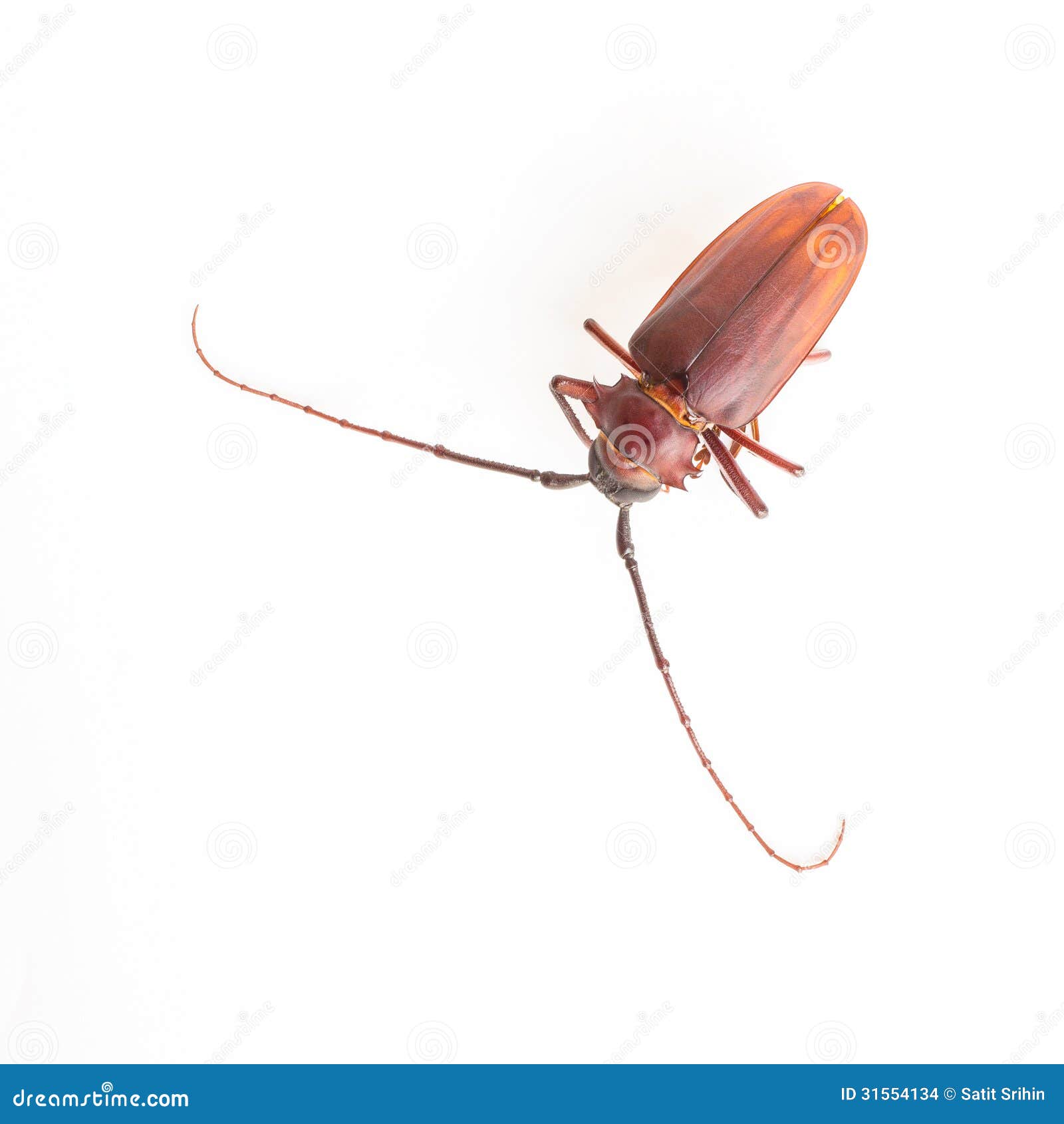 Besouro do coco foto de stock. Imagem de inseto, barata - 31554134