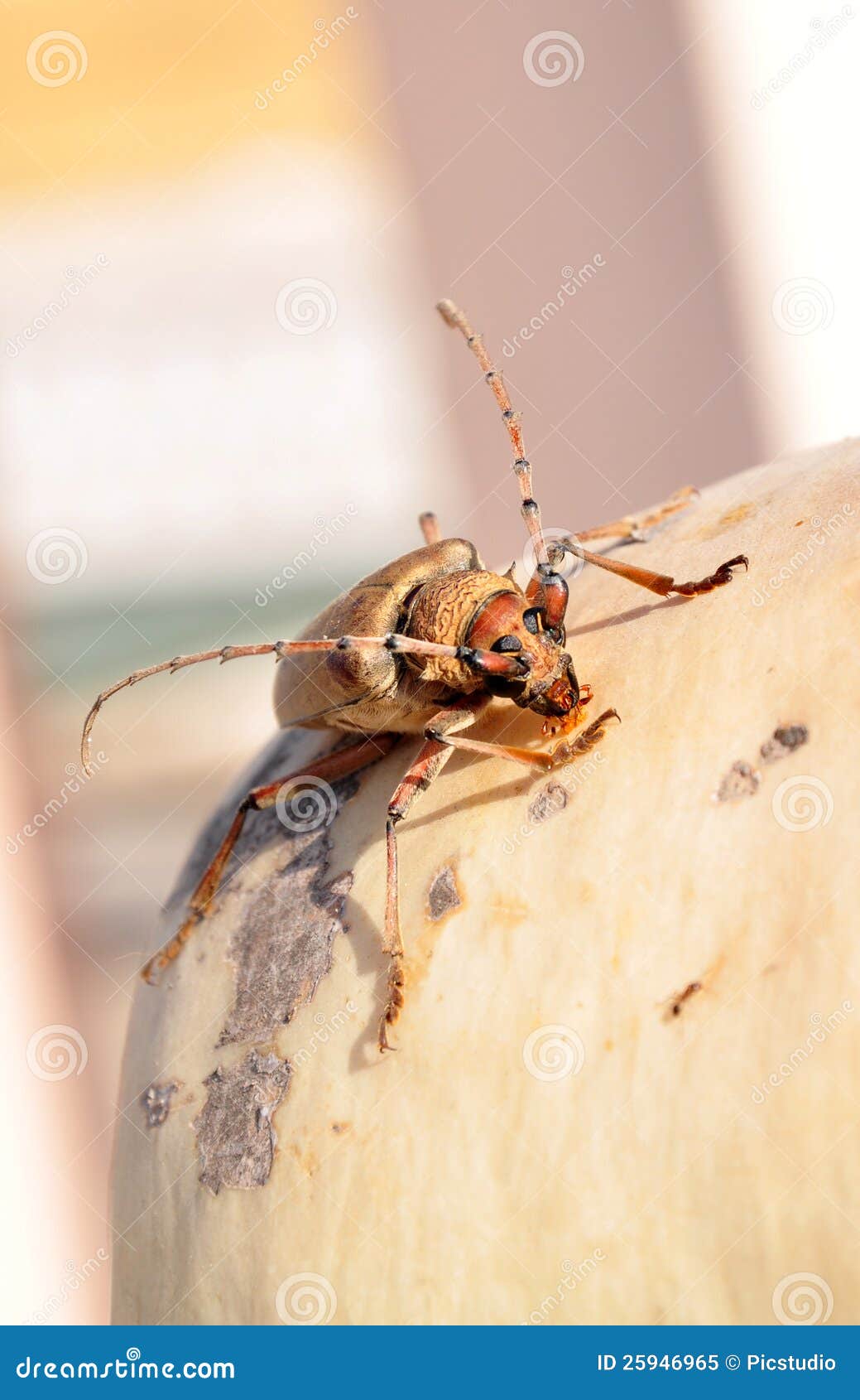 Besouro do inseto imagem de stock. Imagem de pequeno - 25946965