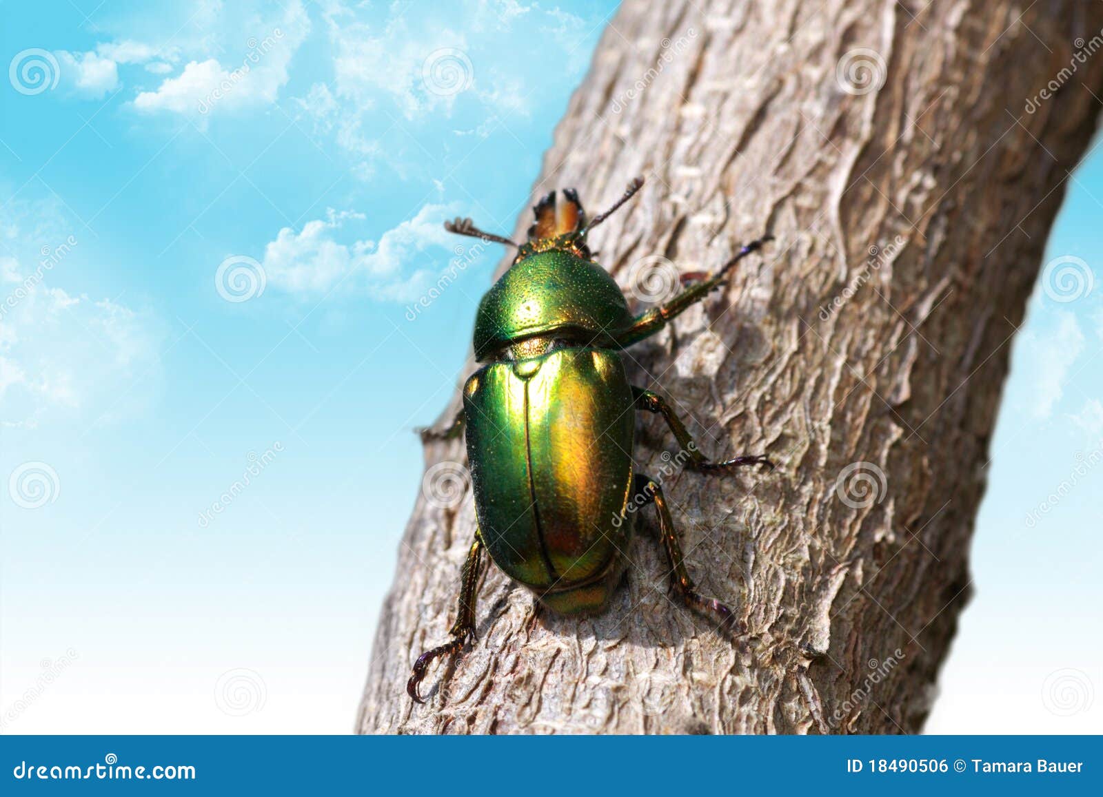 Besouro do Natal foto de stock. Imagem de vibrante, nave - 18490506