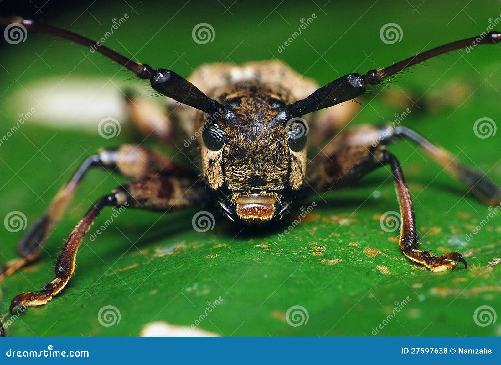 Besouro longo do chifre foto de stock. Imagem de olho - 27597638