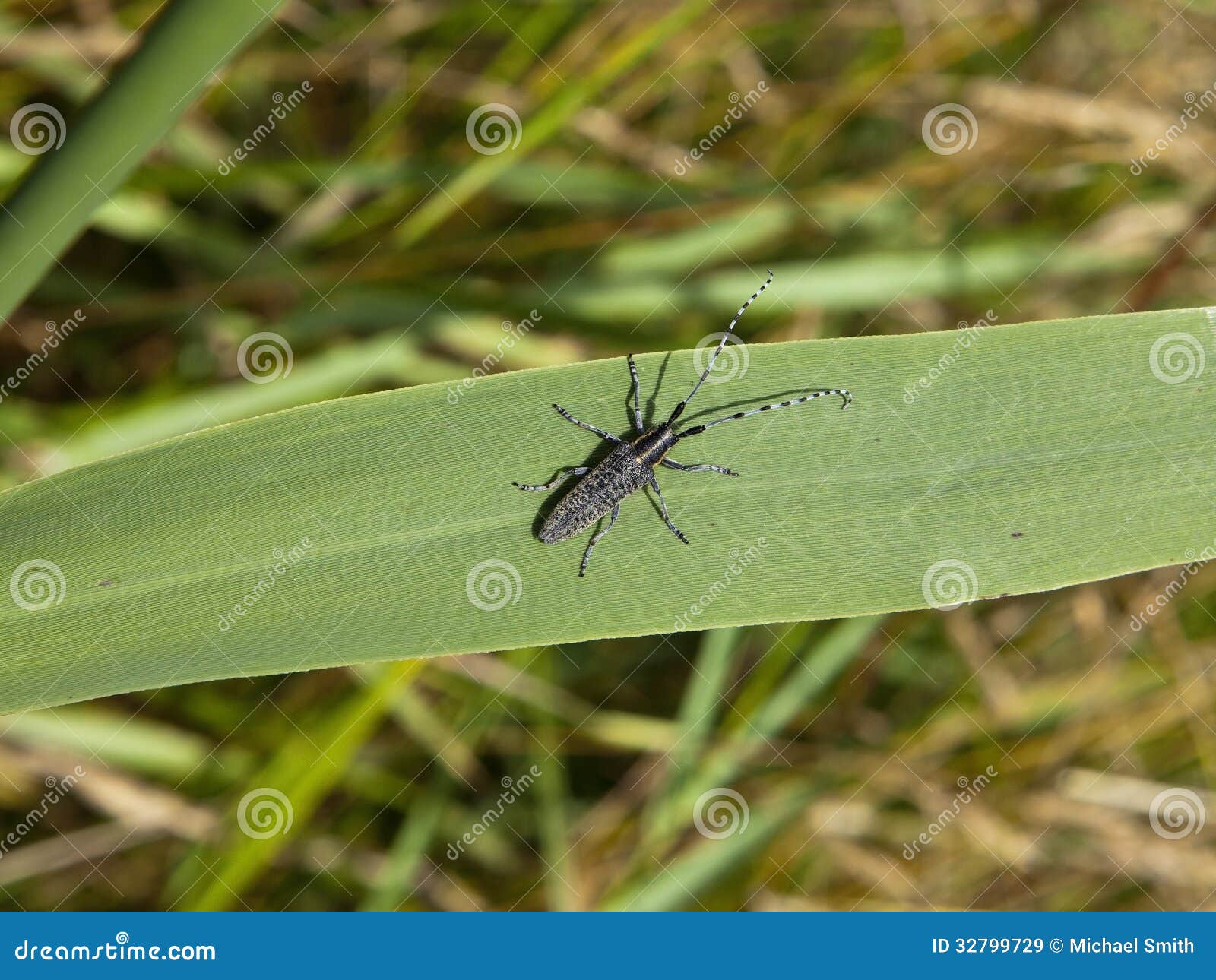 Besouro longo do chifre imagem de stock. Imagem de fauna - 32799729