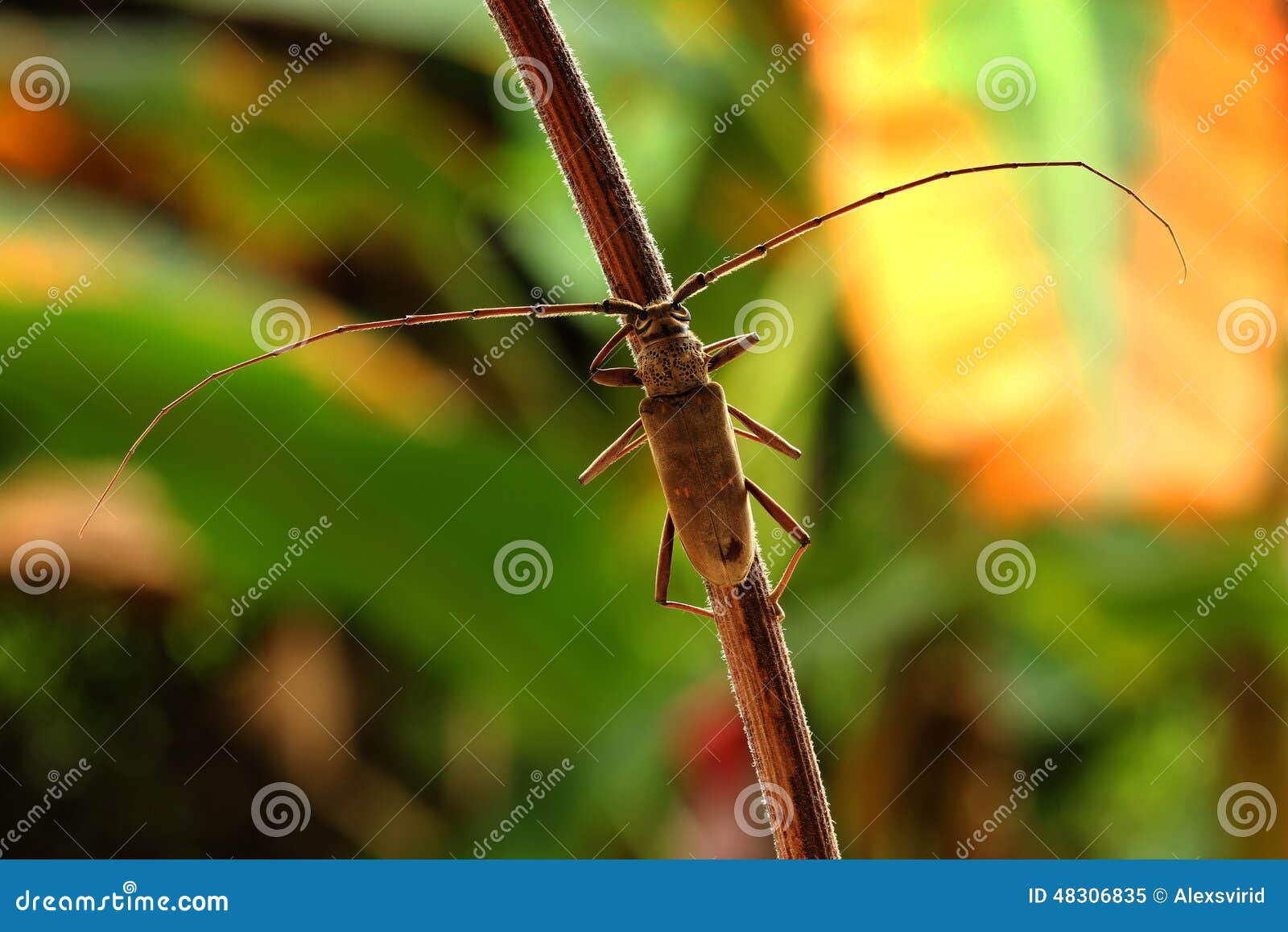 Besouro longo do chifre imagem de stock. Imagem de longhorn - 48306835