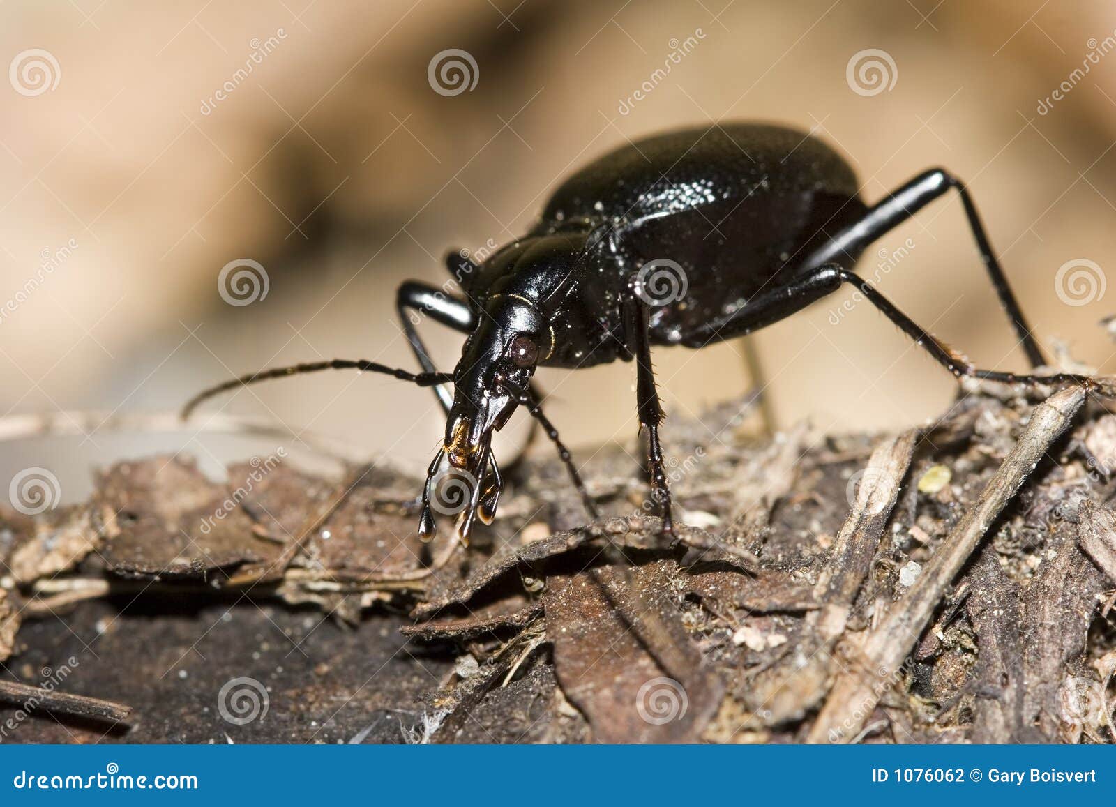 Besouro preto foto de stock. Imagem de rastejar, madeira - 1076062