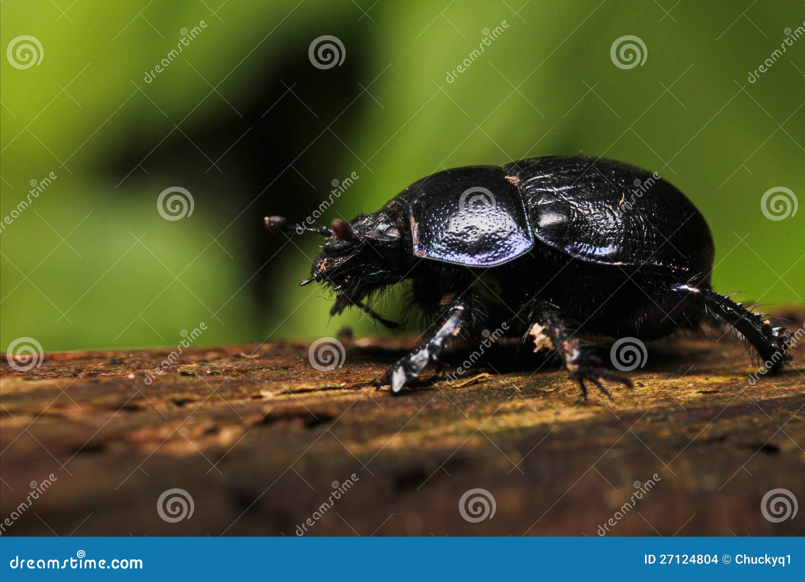 Besouro preto foto de stock. Imagem de inseto, besouro - 27124804