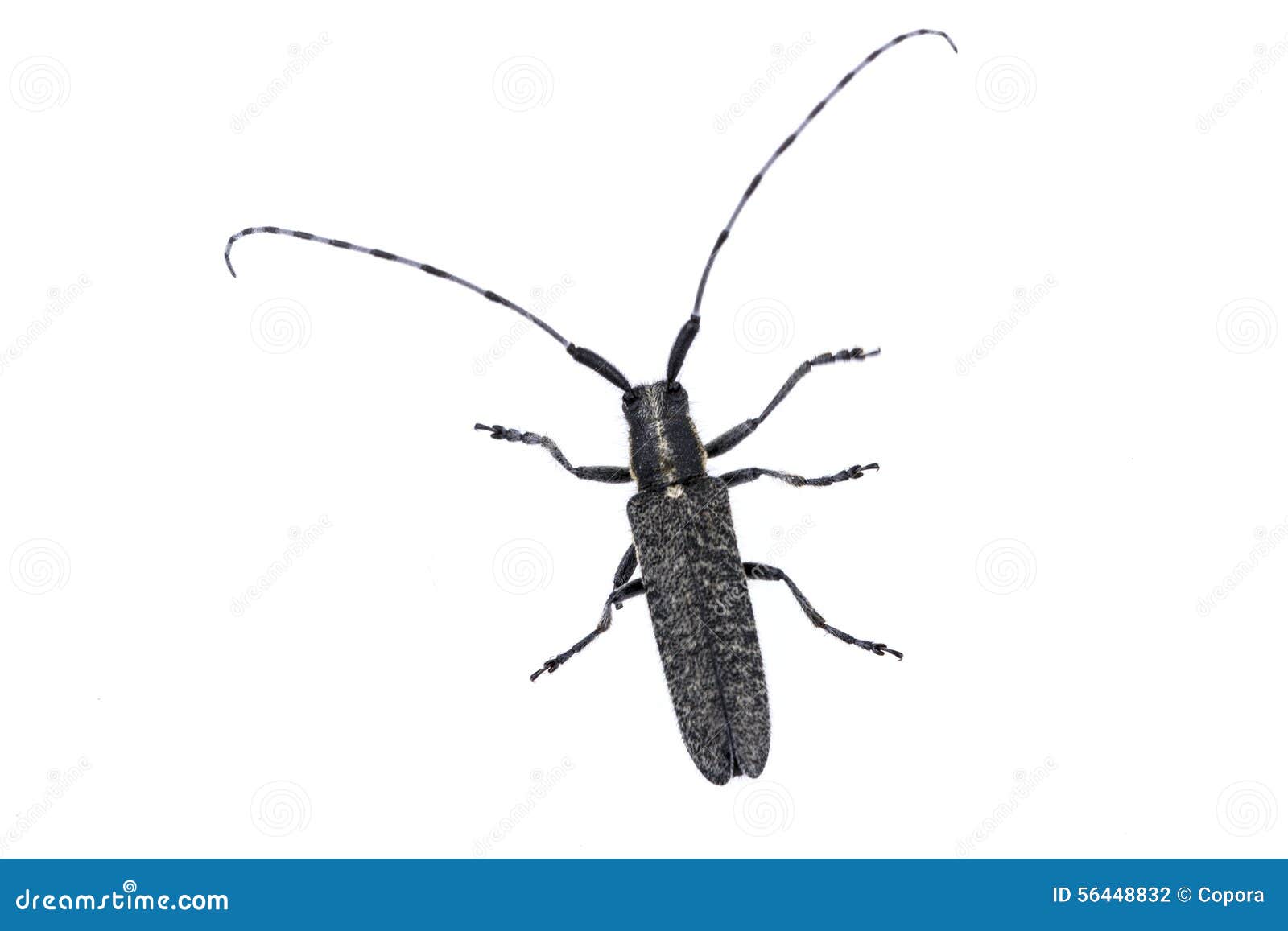 Besouro preto foto de stock. Imagem de longhorn, fauna - 56448832