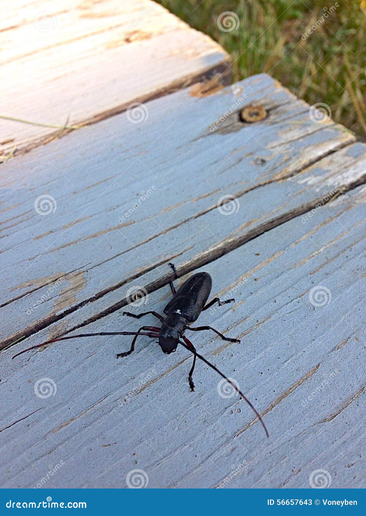 Besouro preto imagem de stock. Imagem de nave, besouro - 56657643