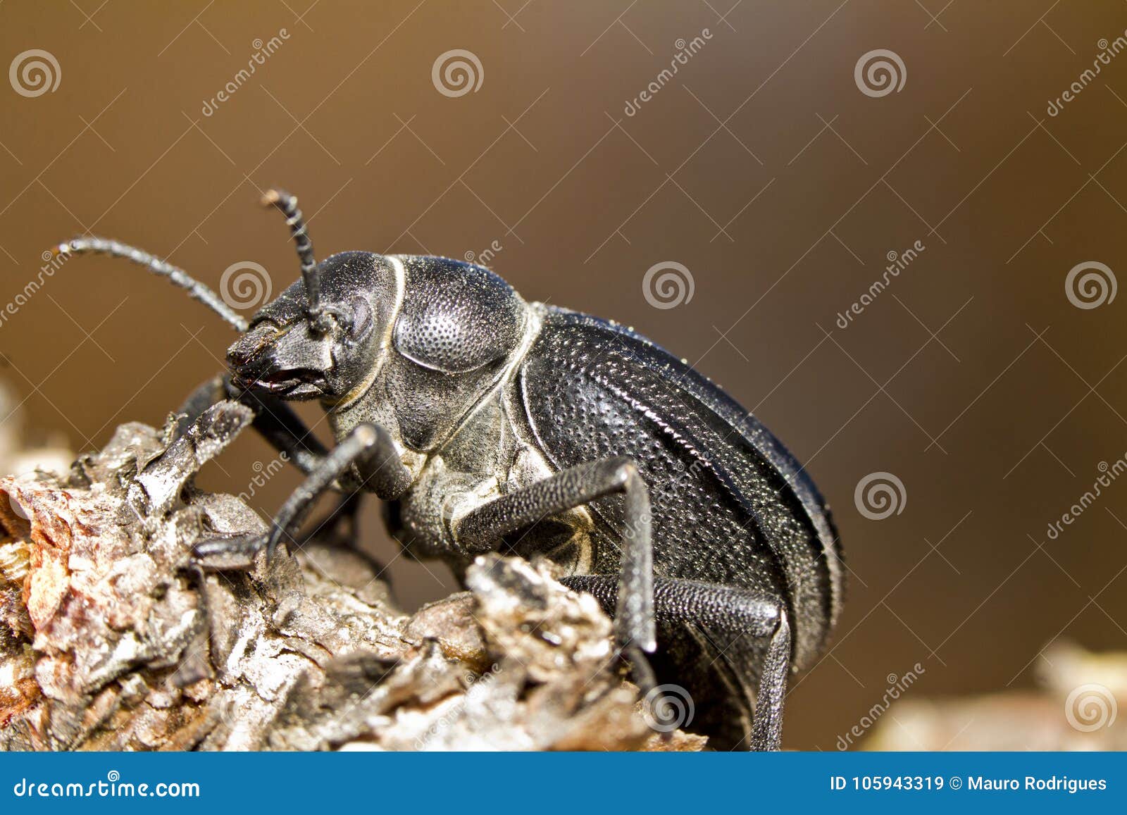 Besouro Preto (costata De Pimelia) Imagem de Stock - Imagem de nave ...
