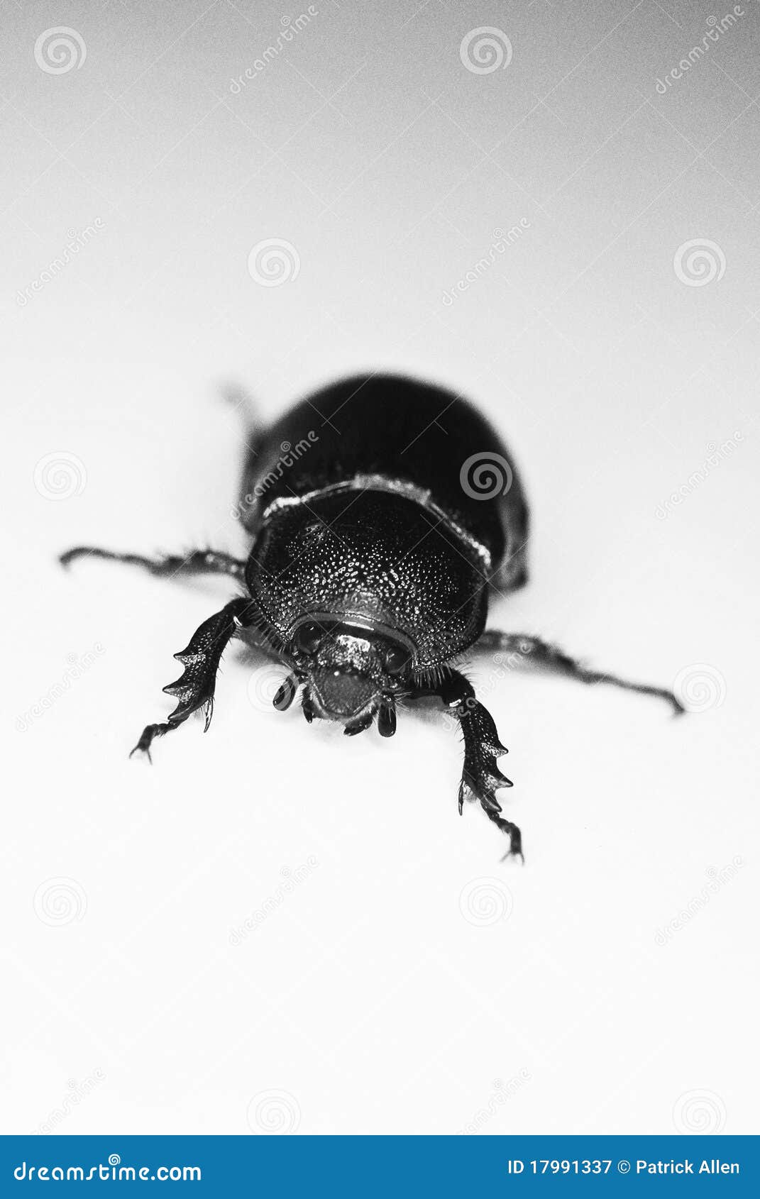 Besouro preto do gramado imagem de stock. Imagem de duro - 17991337