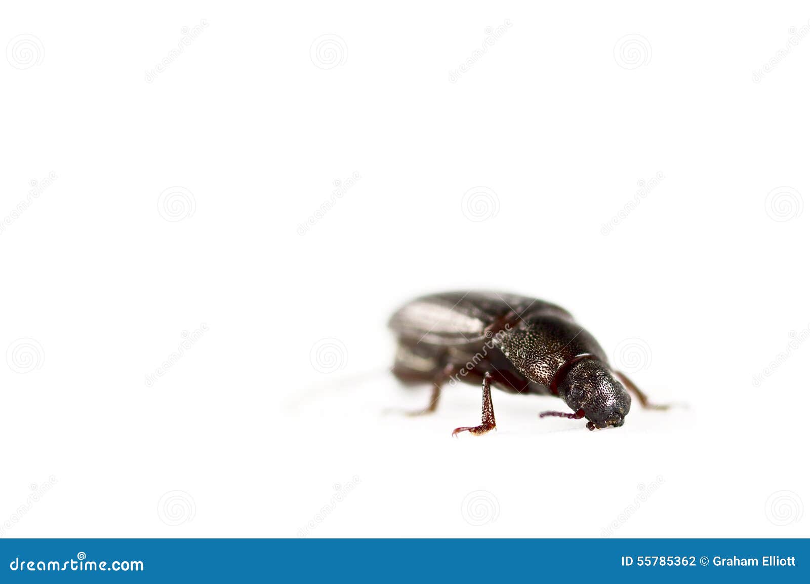 Besouro Preto Isolado No Branco Foto de Stock - Imagem de gafanhoto ...