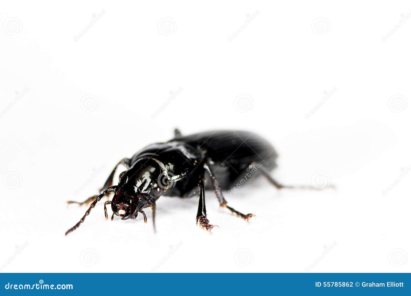 Besouro Preto Isolado No Branco Foto de Stock - Imagem de colorido ...
