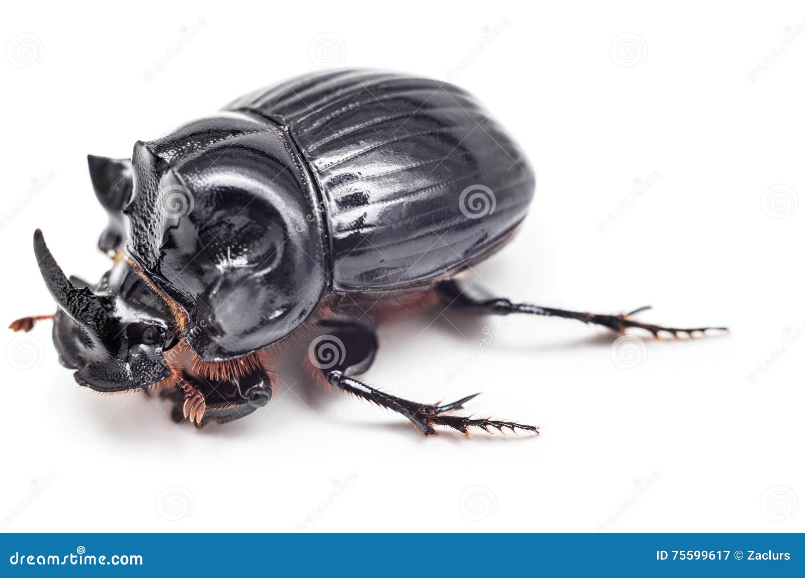 Besouro Preto Isolado No Fundo Branco Imagem de Stock - Imagem de preto ...