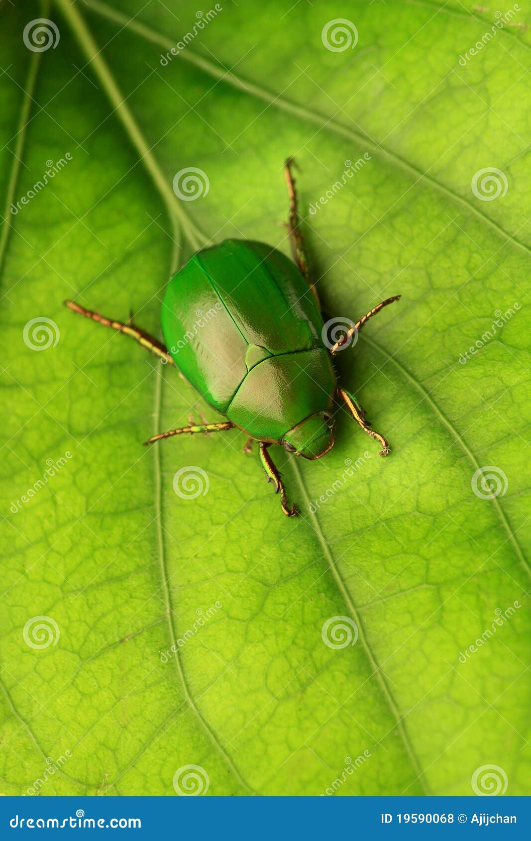 Besouro verde foto de stock. Imagem de garra, fauna, verde - 19590068