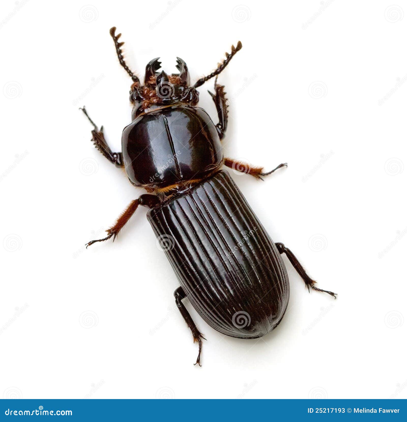 Bess Beetle stock image. Image of bess, beetle, isolated - 25217193