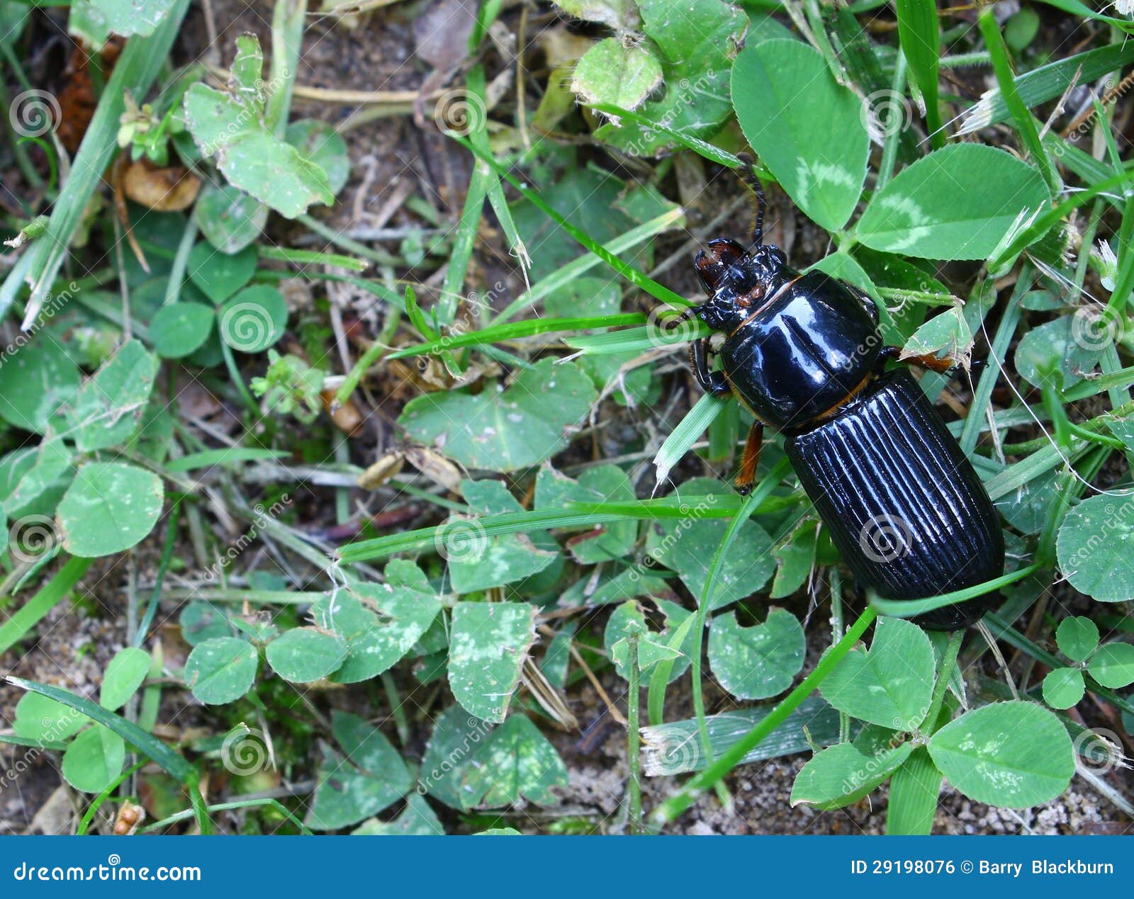 Betsy Bug Stock Photos - Free & Royalty-Free Stock Photos from Dreamstime