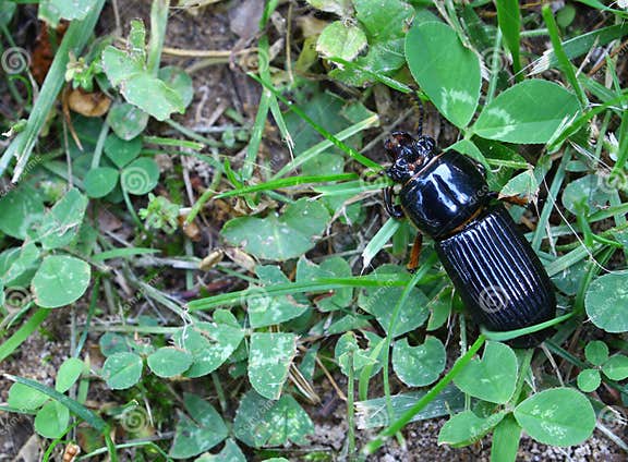 Bess beetle stock photo. Image of daylight, outdoors - 29198076