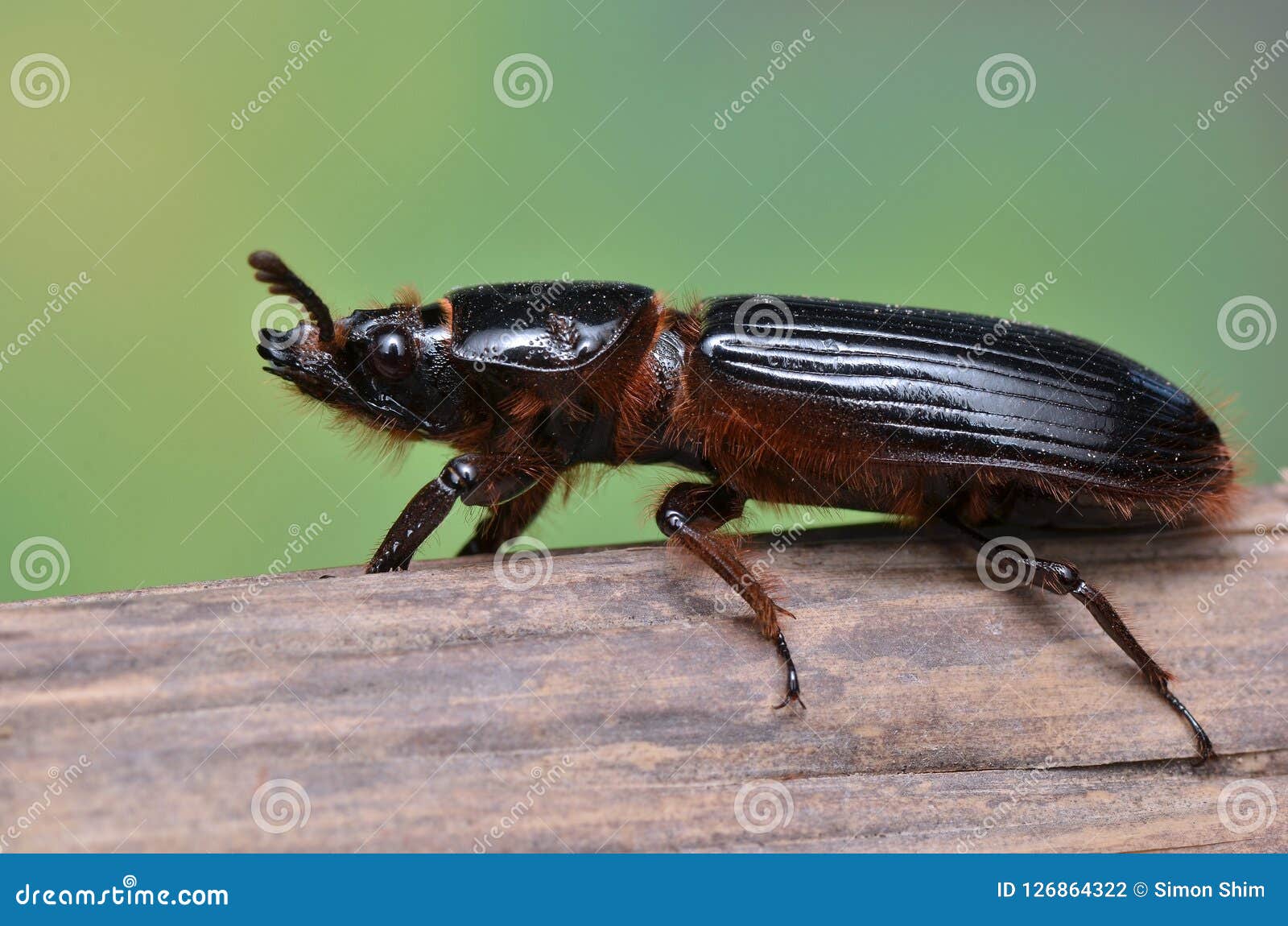 Bess Beetle stock photo. Image of shell, passalidae - 126864322