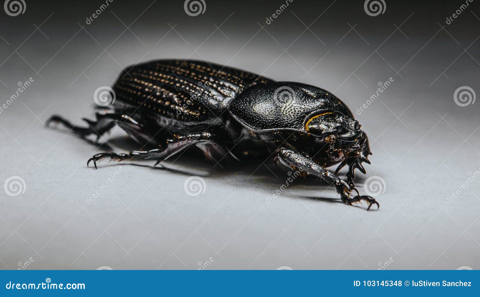 Bess beetle stock photo. Image of black, insectos, bess - 103145348