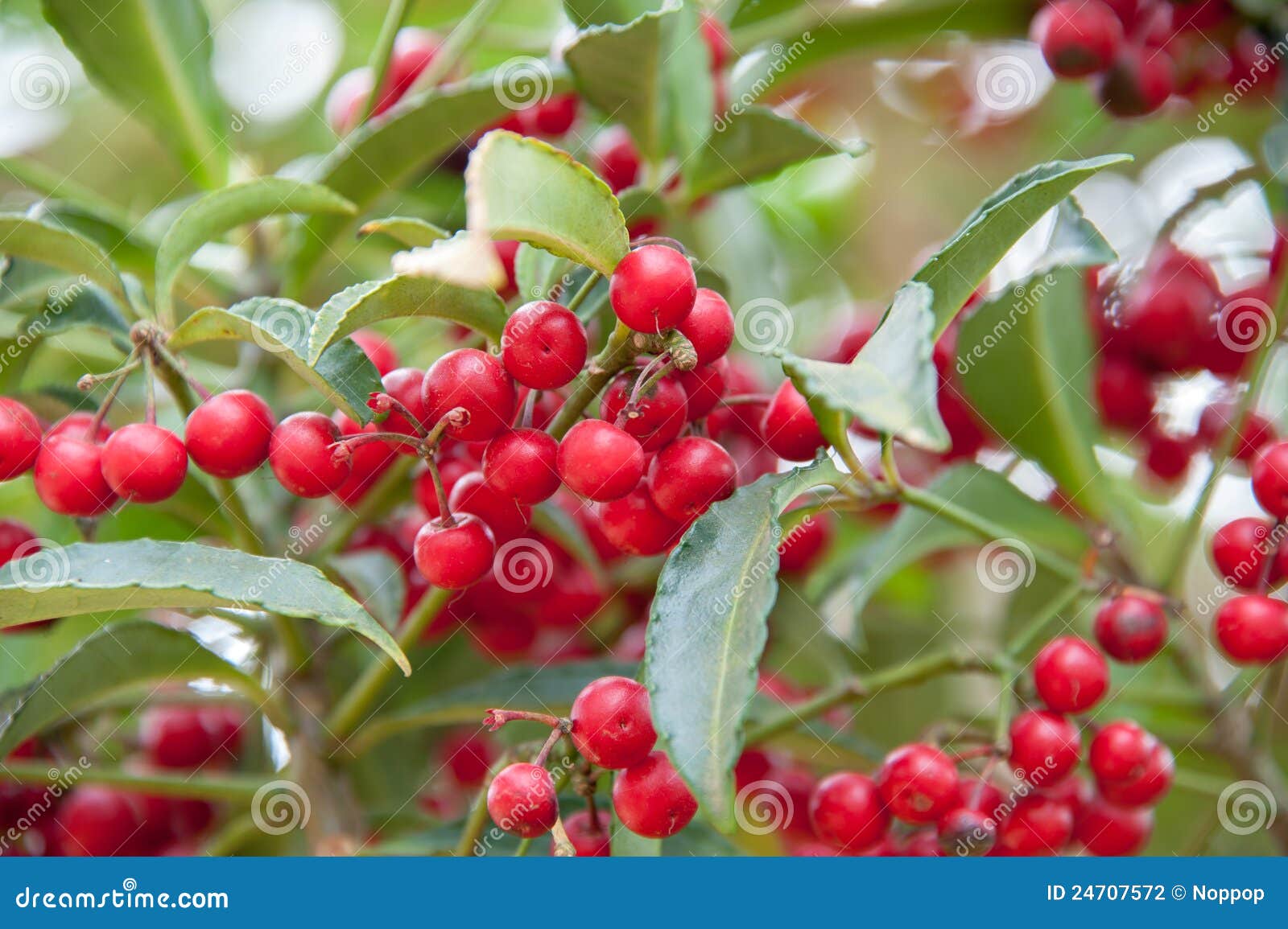 Bessen De Rode Van Cotoneaster ?Hybridus Pendulus? Stock Foto - Image ...