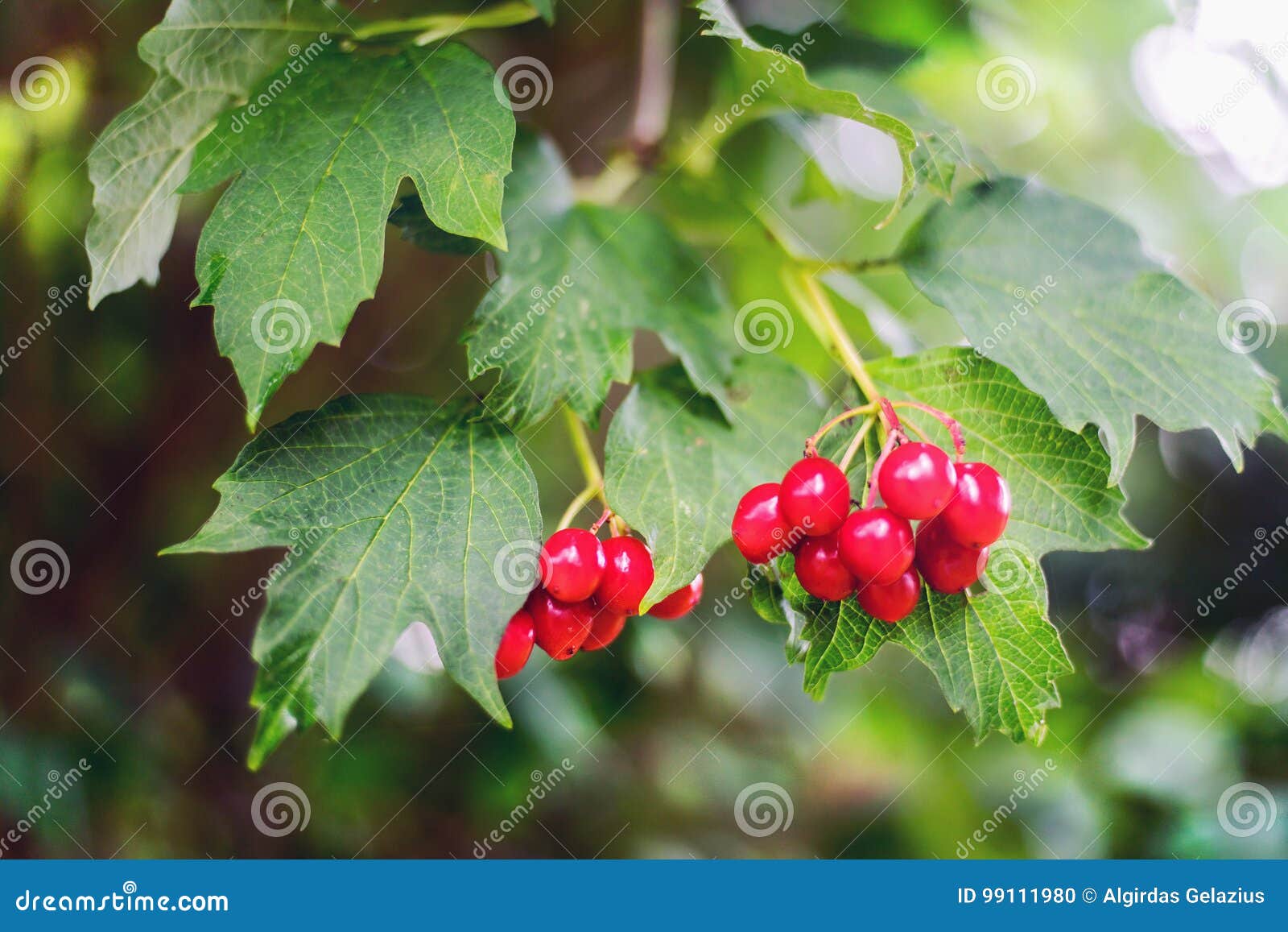 Bessen Van Rode Viburnum Met Bladeren Stock Foto - Image of tuin, nave ...