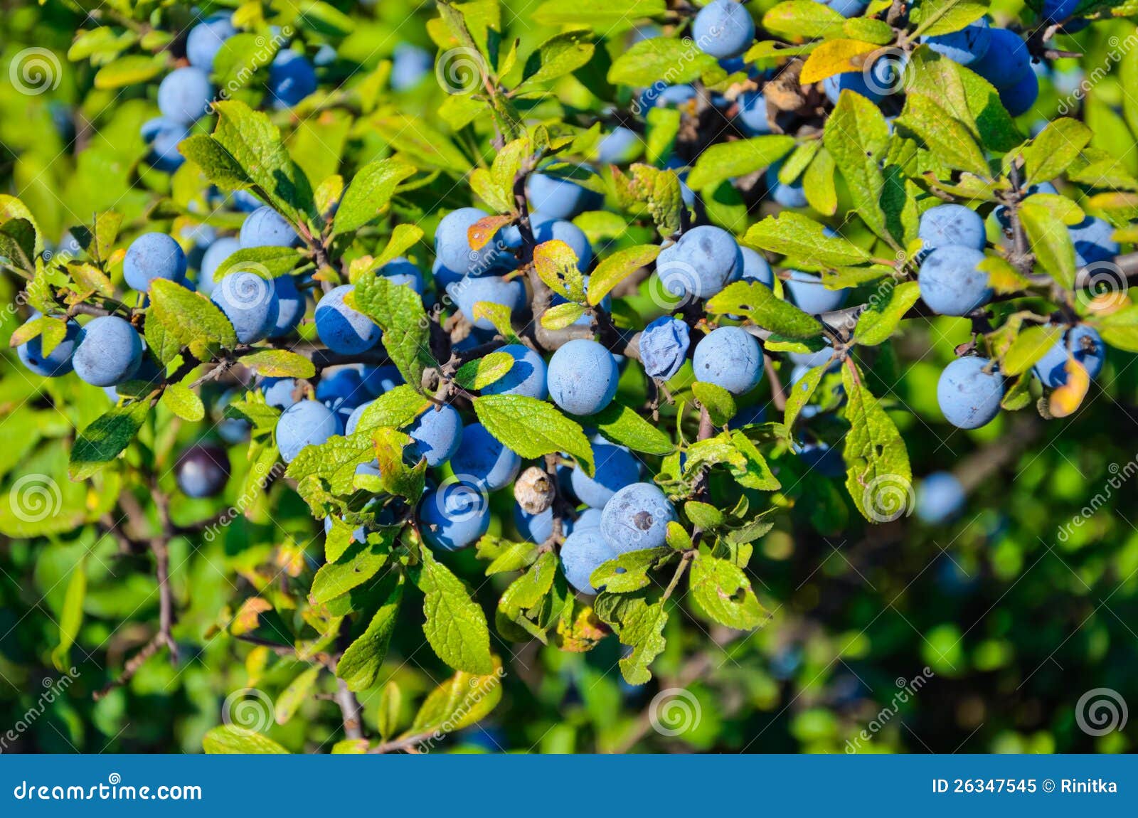 Bessen van sleedoorn stock afbeelding. Image of groen - 26347545