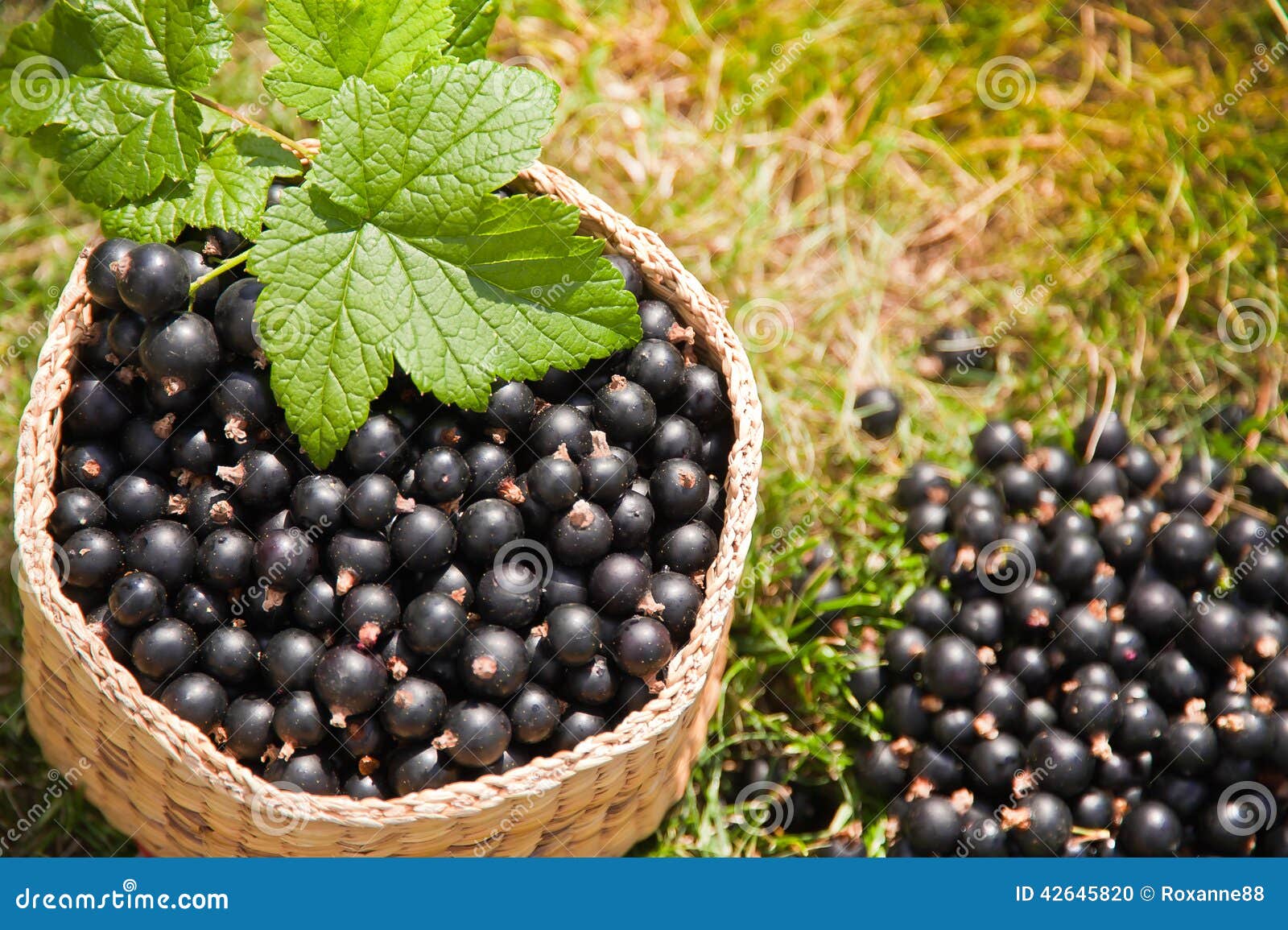Bessen Zwarte Bes in De Mand Stock Foto - Image of nave, bessen: 42645820