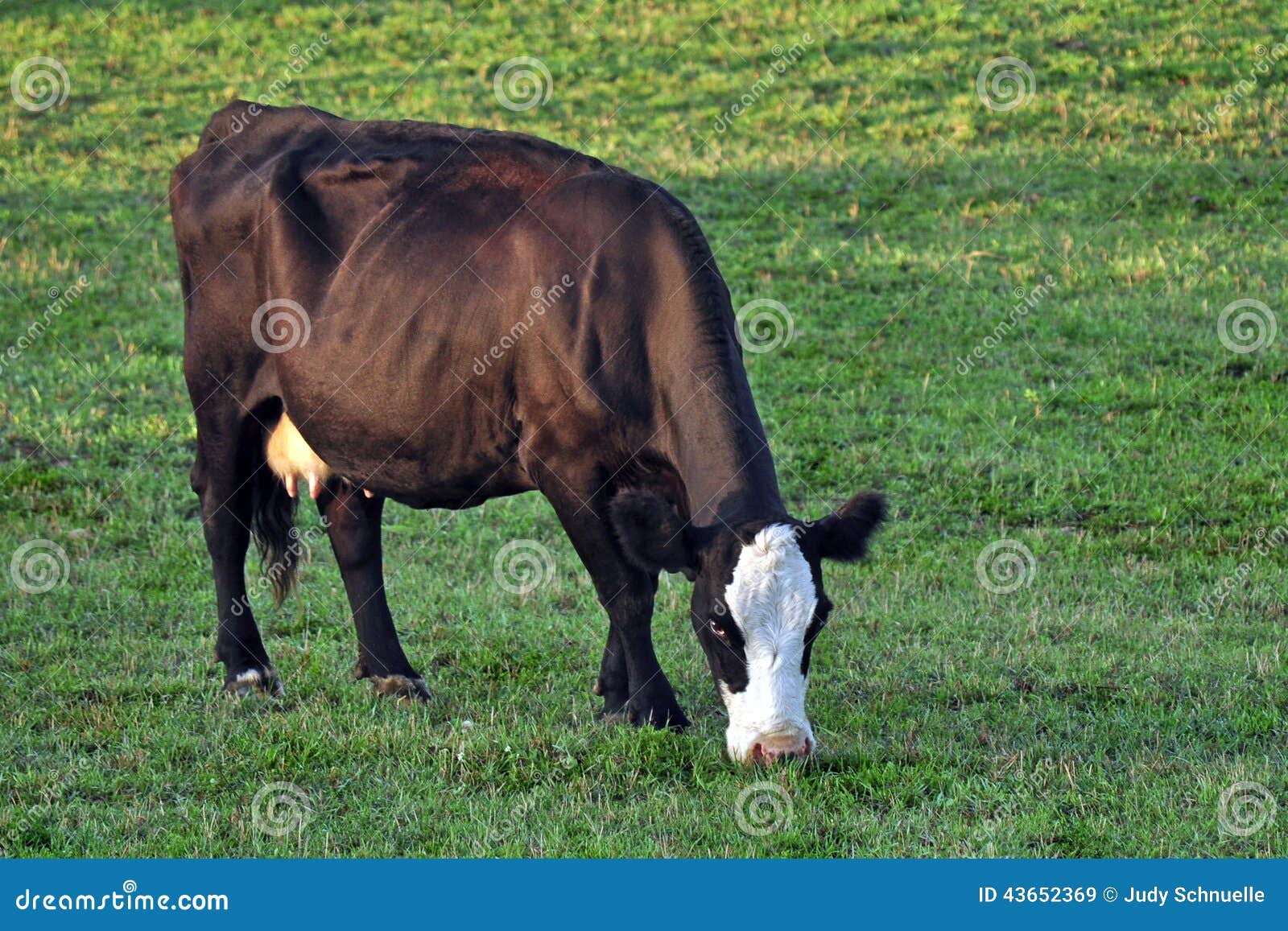 Bessy la vaca de leche imagen de archivo. Imagen de vaca - 43652369