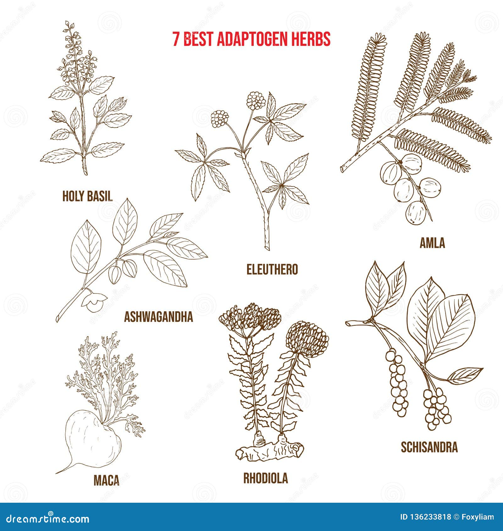 Best adaptogen herbs stock vector. Illustration of maca - 136233818 Best adaptogen herbs stock vector. Illustration of maca - 136233818