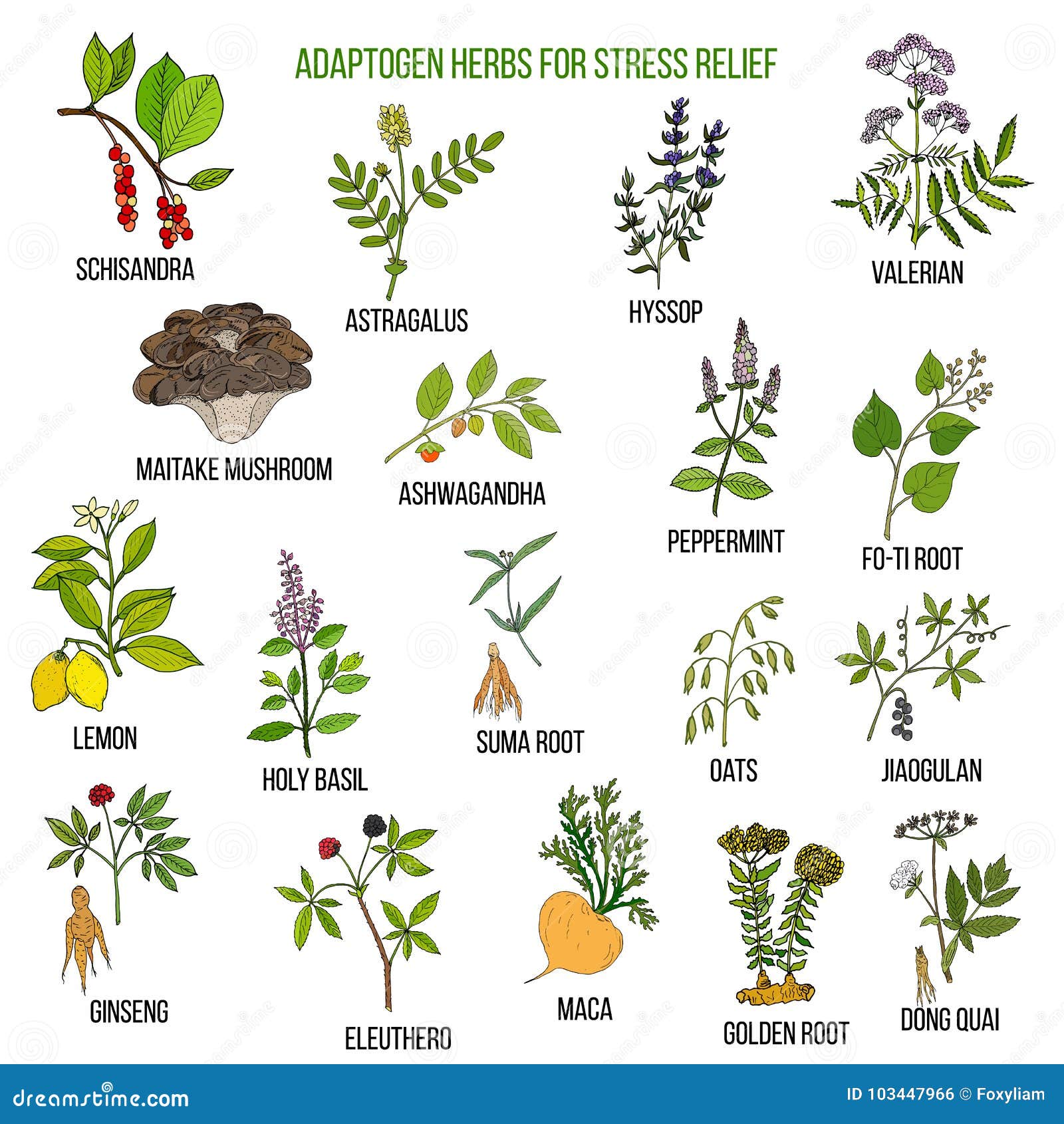 Adaptogen Herbs. Hand Drawn Set Of Medicinal Plants Cartoon Vector ... Adaptogen Herbs. Hand Drawn Set Of Medicinal Plants Cartoon Vector ...