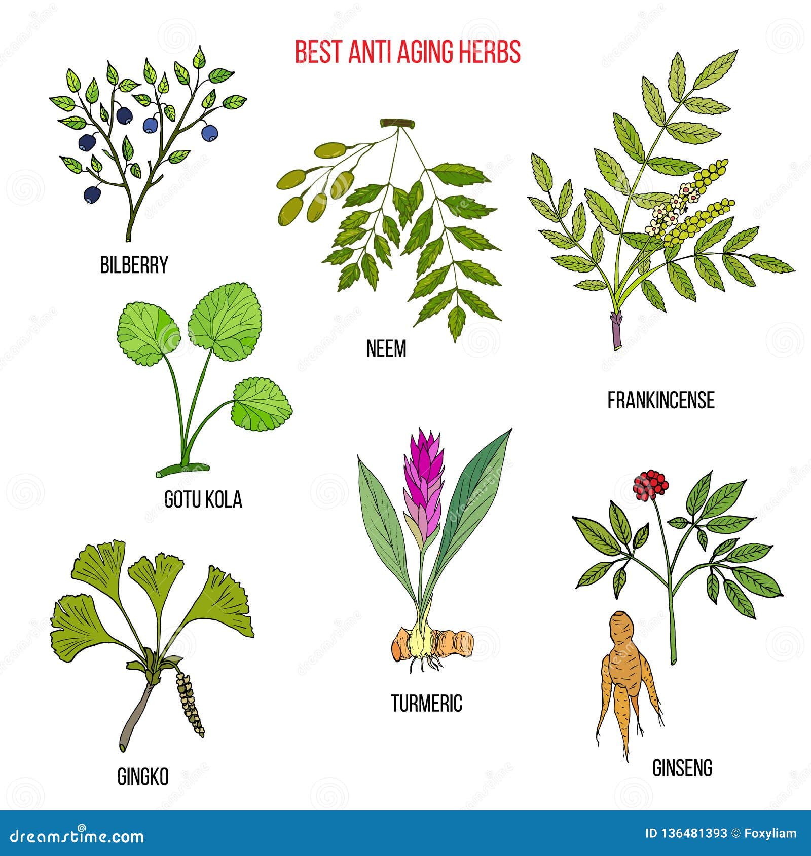 Best Anti-fungal Herbs Set Cartoon Vector | CartoonDealer.com #148297675 Best Anti-fungal Herbs Set Cartoon Vector | CartoonDealer.com #148297675