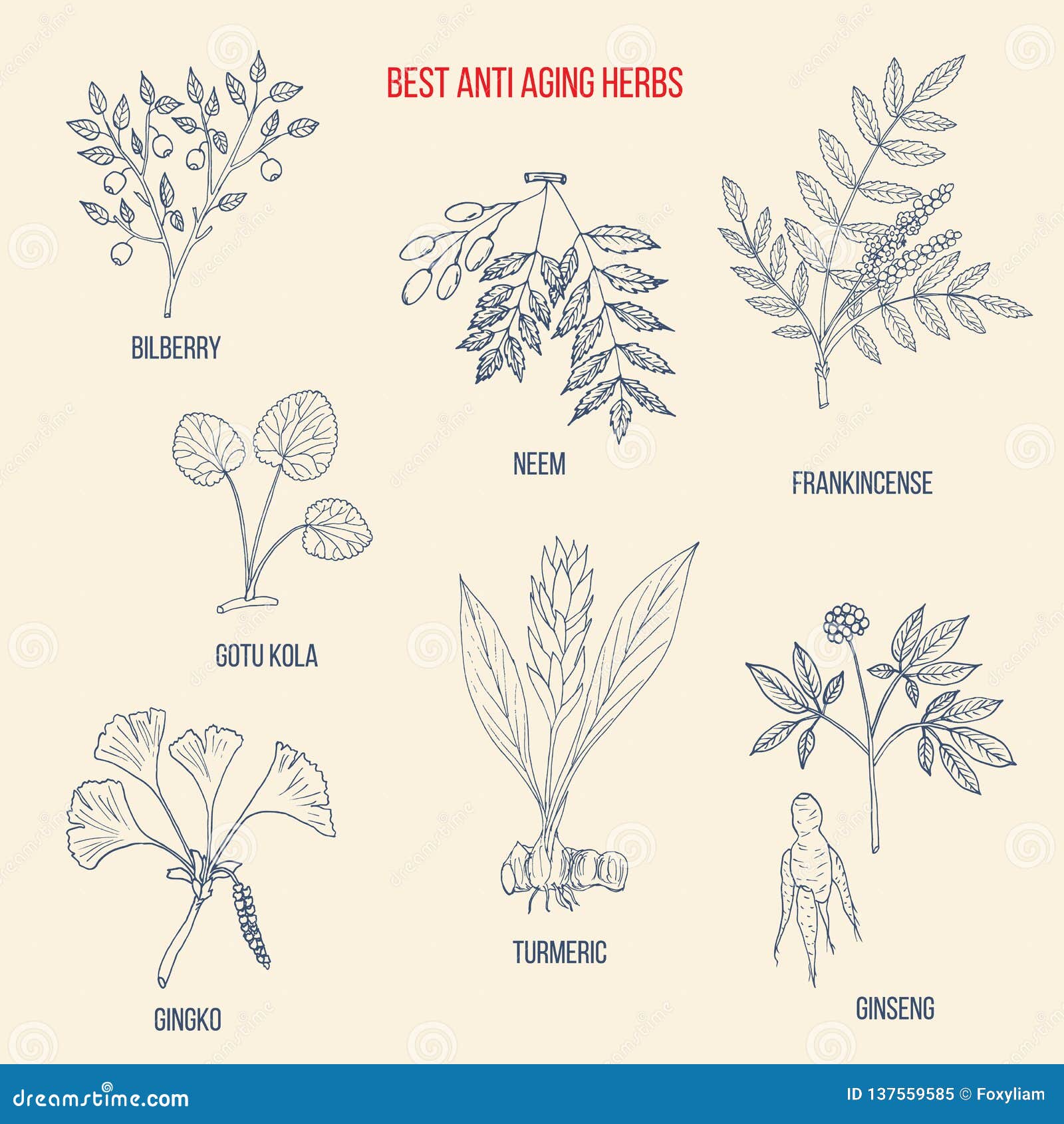 Best Anti-aging Herbs Collection Stock Vector - Illustration of ...