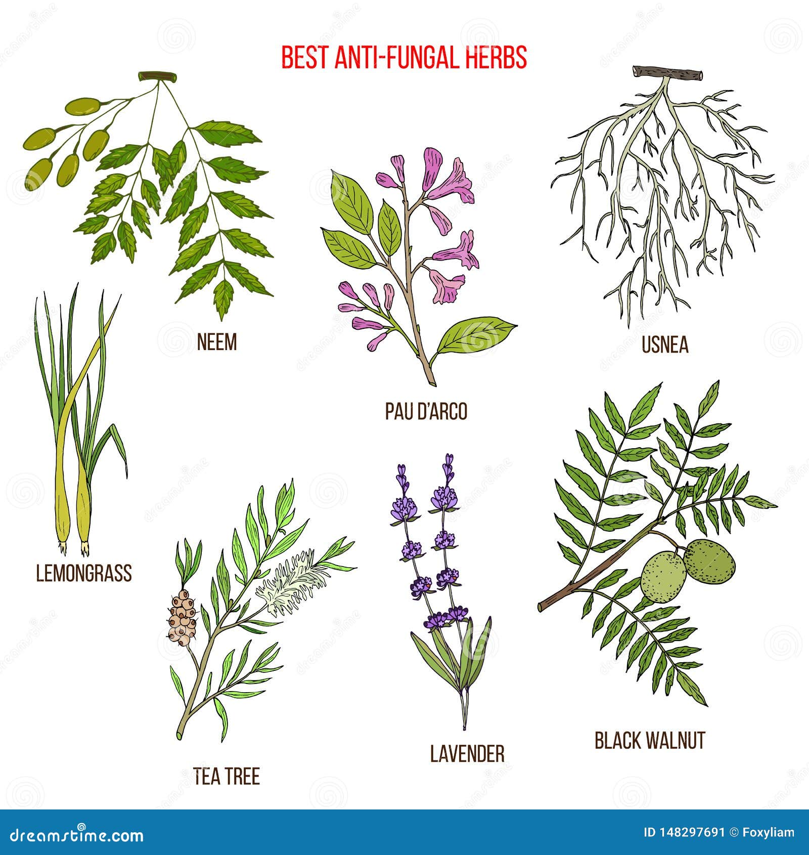 Best anti-fungal herbs set stock vector. Illustration of botanical ... Best anti-fungal herbs set stock vector. Illustration of botanical ...