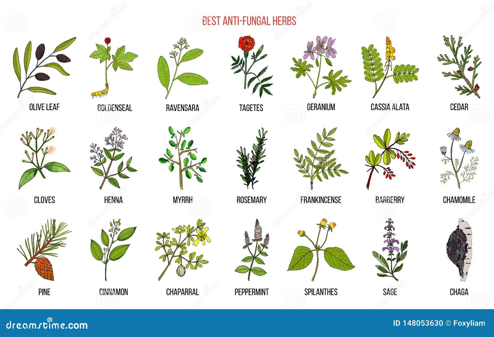 Best anti-fungal herbs set stock vector. Illustration of medical ... Best anti-fungal herbs set stock vector. Illustration of medical ...