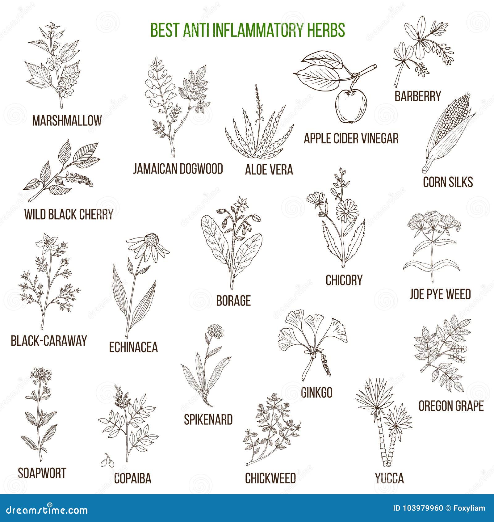 Best Anti-inflammatory Herbs Stock Vector - Illustration of design ... Best Anti-inflammatory Herbs Stock Vector - Illustration of design ...