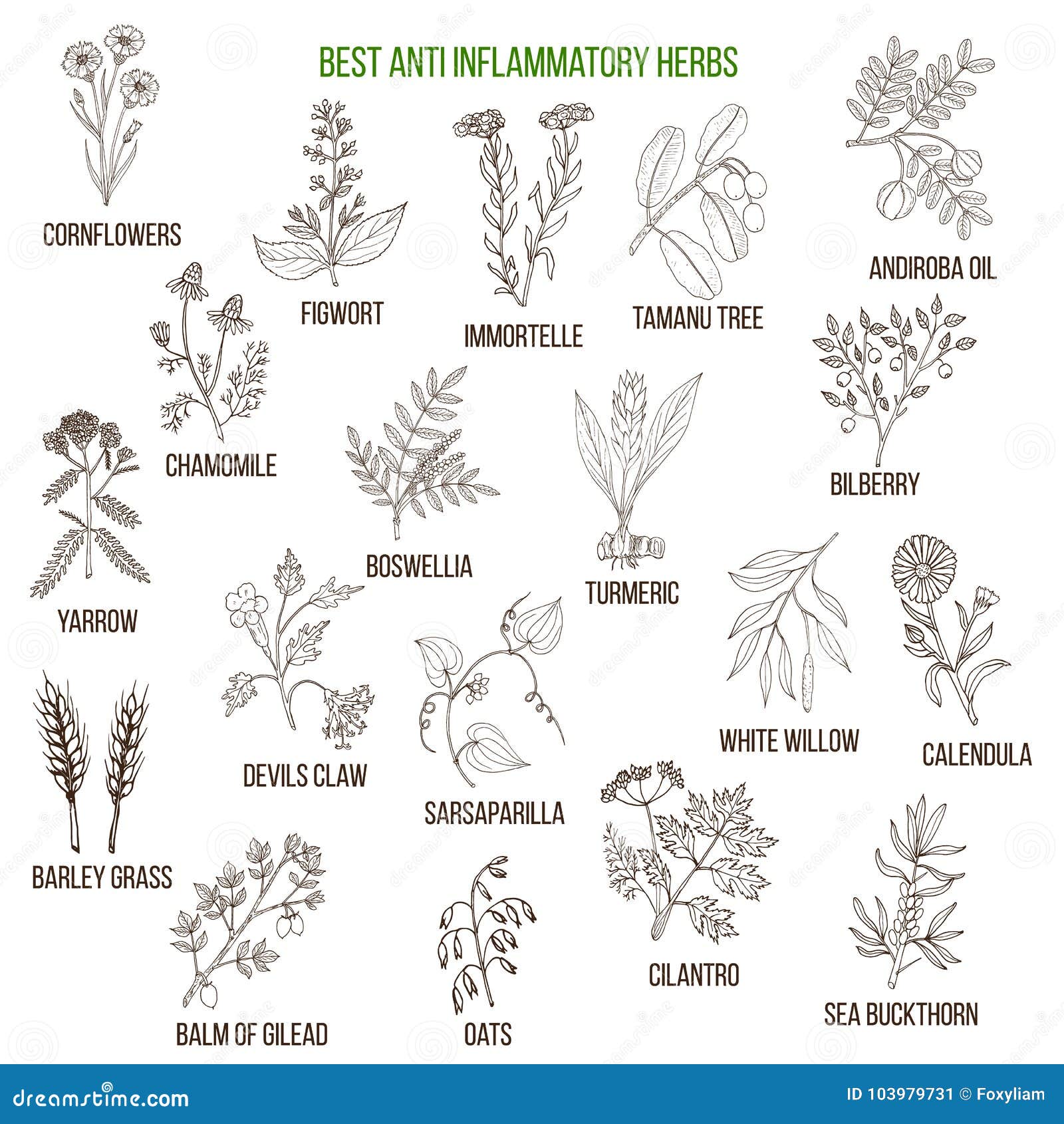 Best Anti-fungal Herbs Set Cartoon Vector | CartoonDealer.com #148297675 Best Anti-fungal Herbs Set Cartoon Vector | CartoonDealer.com #148297675