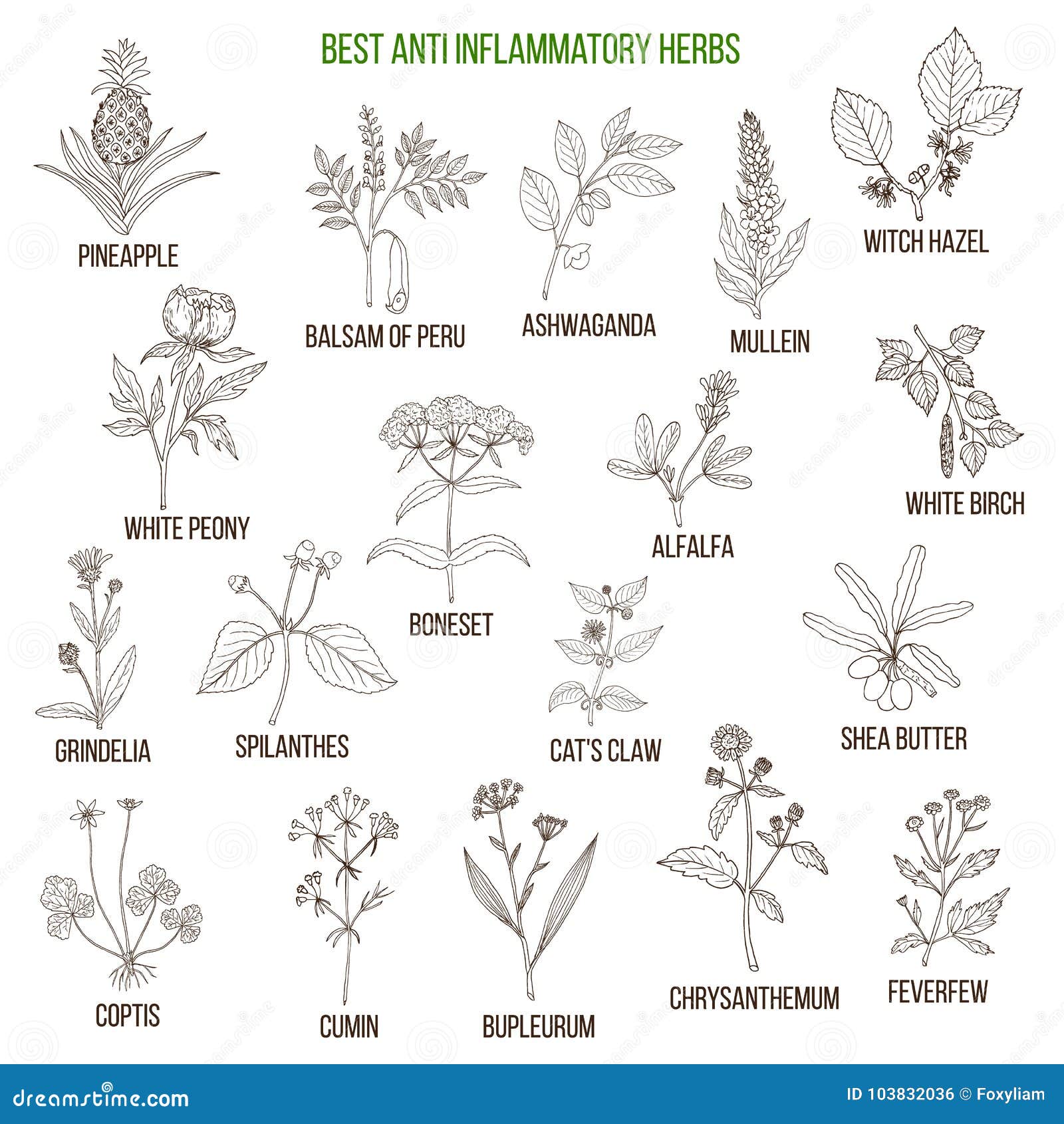 Best Anti-inflammatory Herbs. Vector Set Stock Vector - Illustration of ... Best Anti-inflammatory Herbs. Vector Set Stock Vector - Illustration of ...