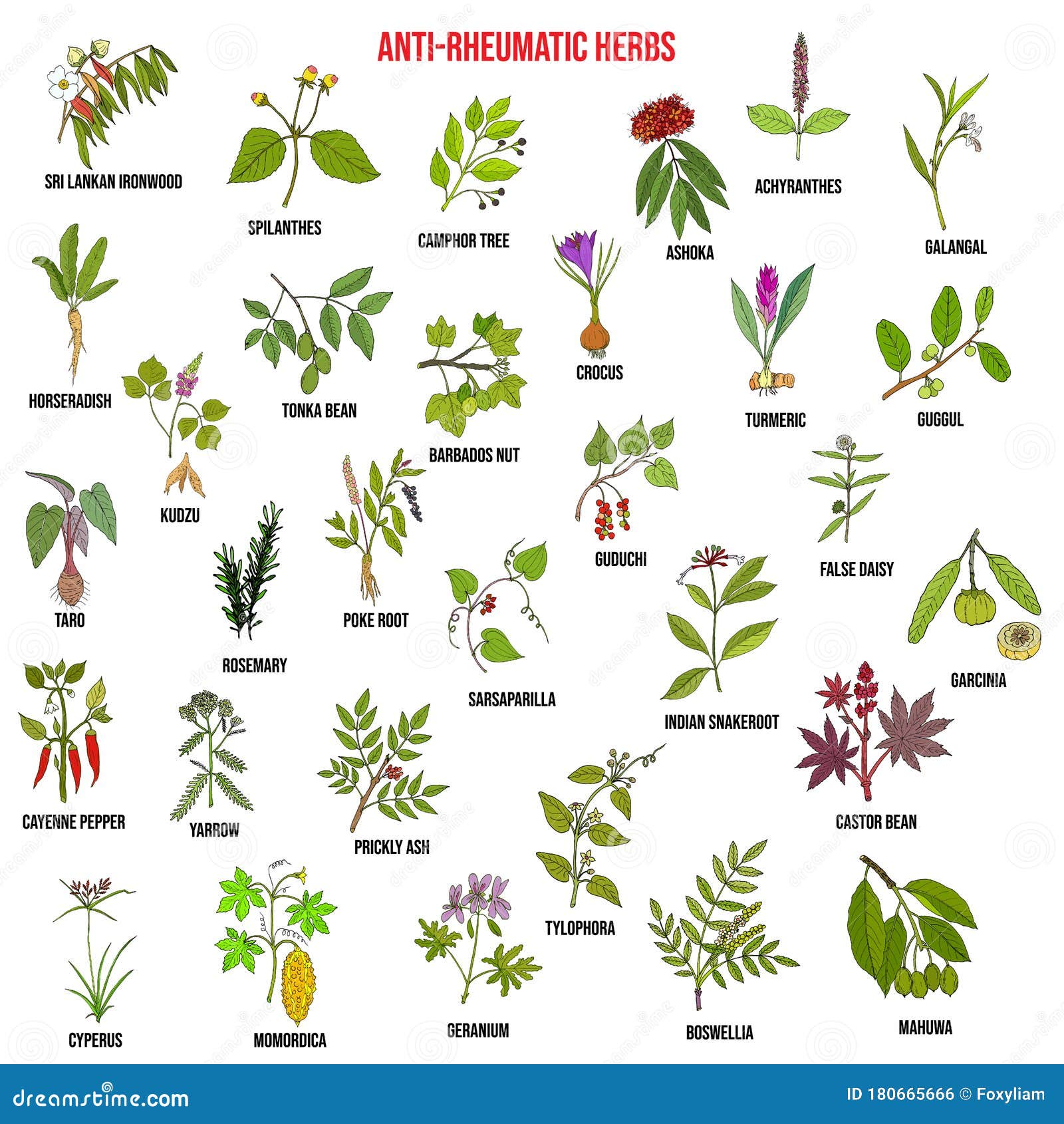 Best Anti-fungal Herbs Set Cartoon Vector | CartoonDealer.com #148297675 Best Anti-fungal Herbs Set Cartoon Vector | CartoonDealer.com #148297675