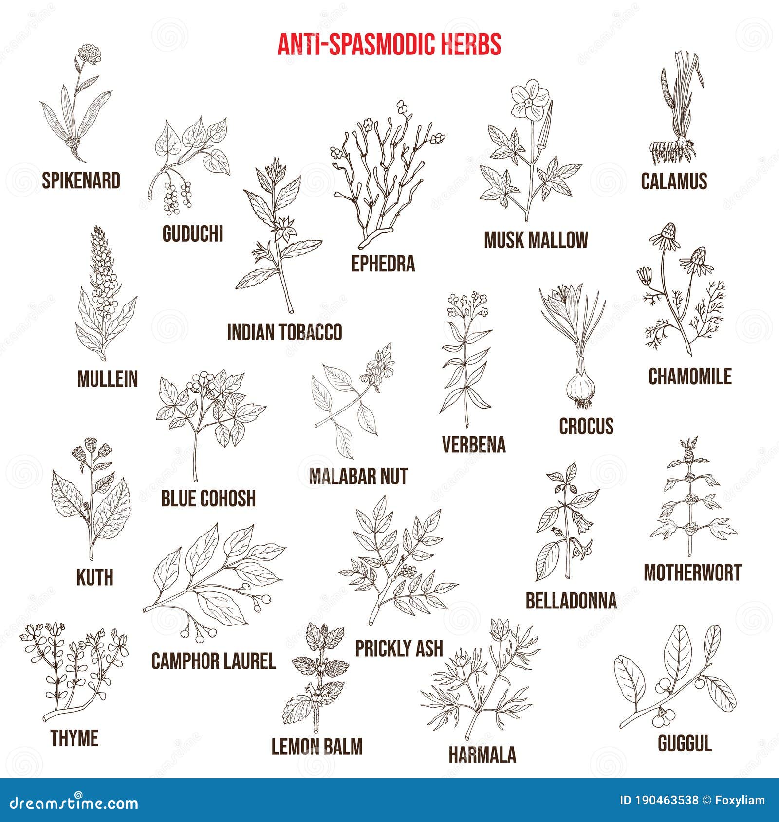 Best Antispasmodic Herbs Collection Stock Vector - Illustration of ...