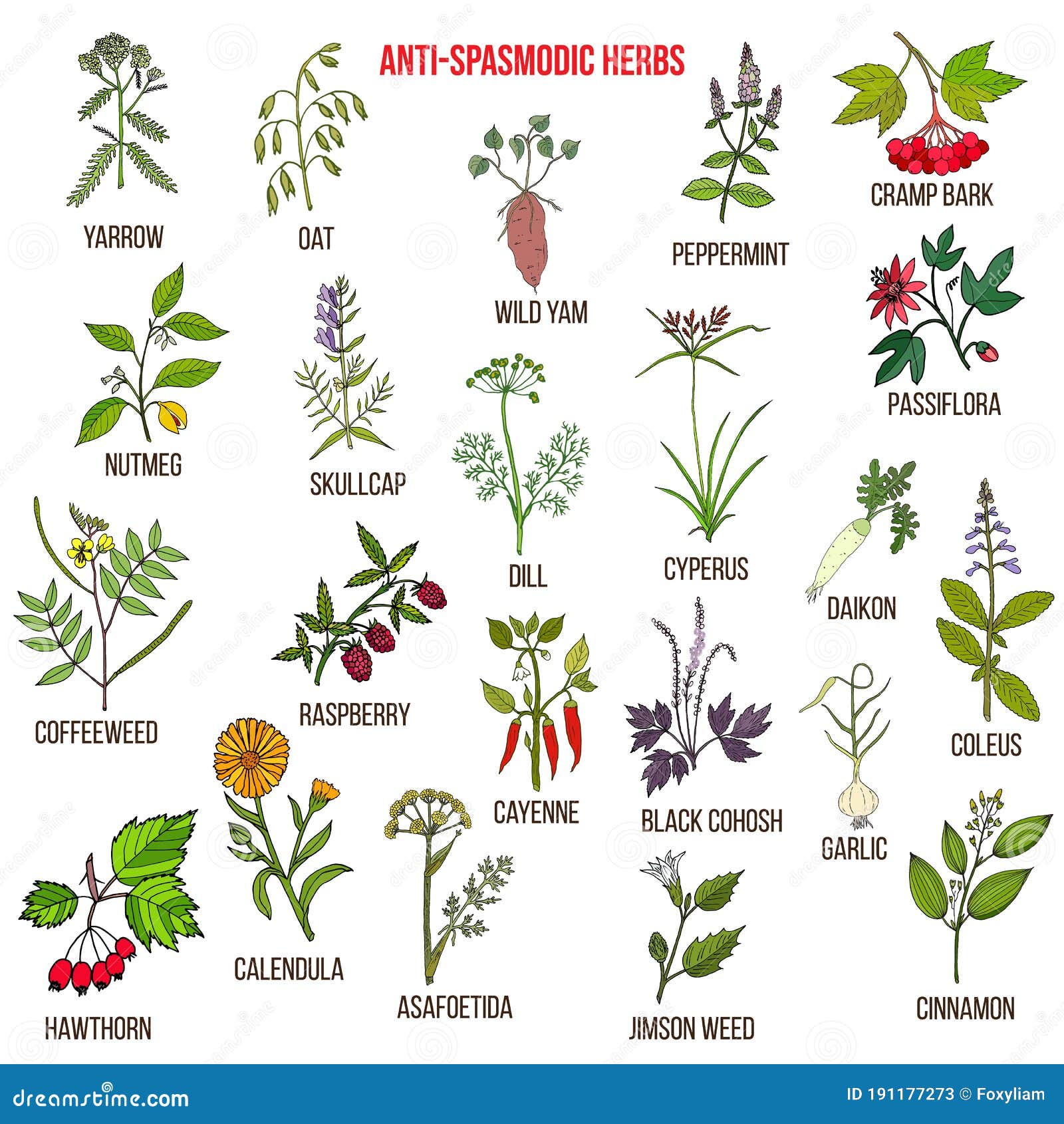 Best Antispasmodic Herbs Collection. Part 2 Stock Vector - Illustration ...