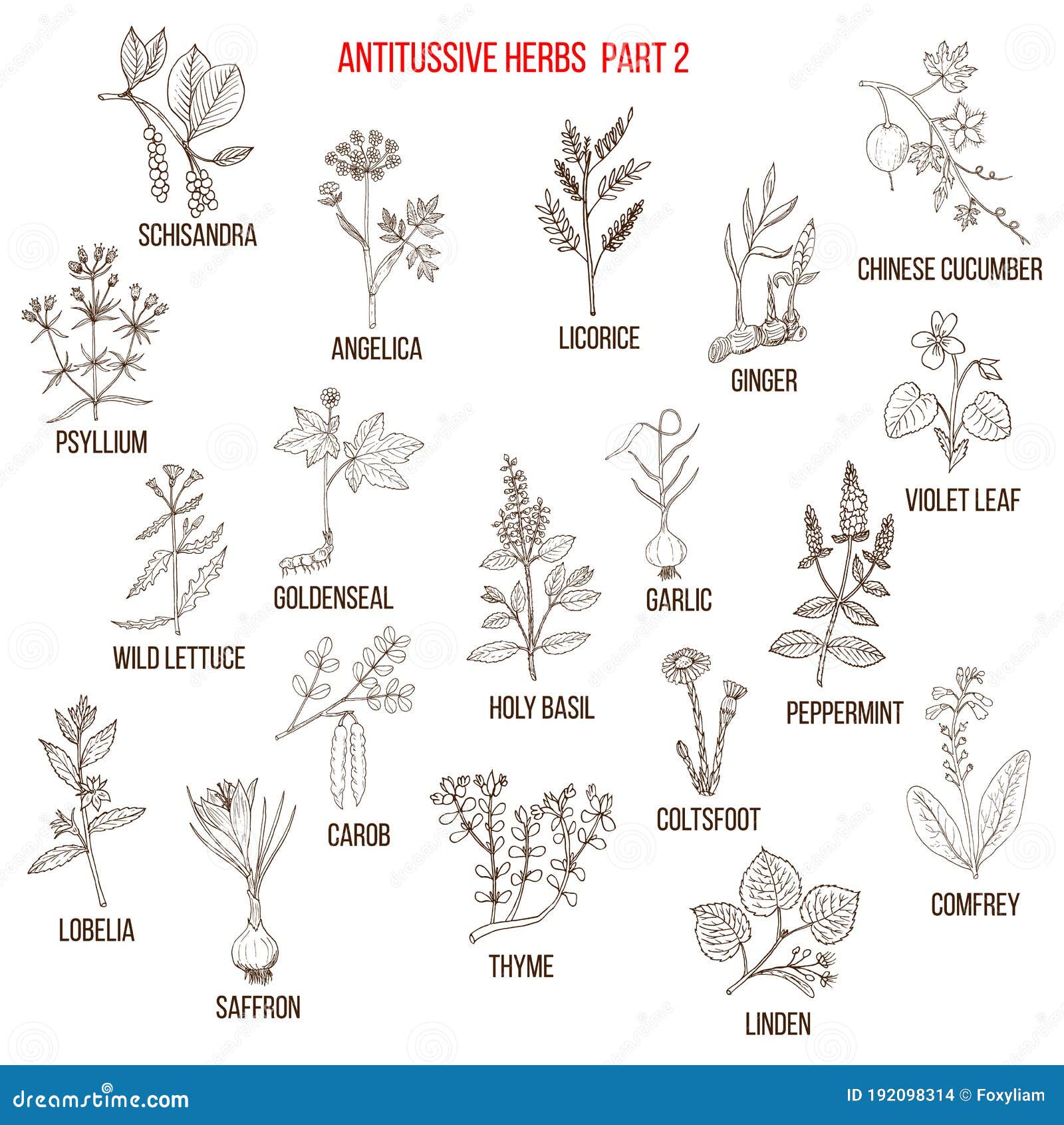 Best Antitussive Herbs Set. Part 2 Stock Vector - Illustration of ...