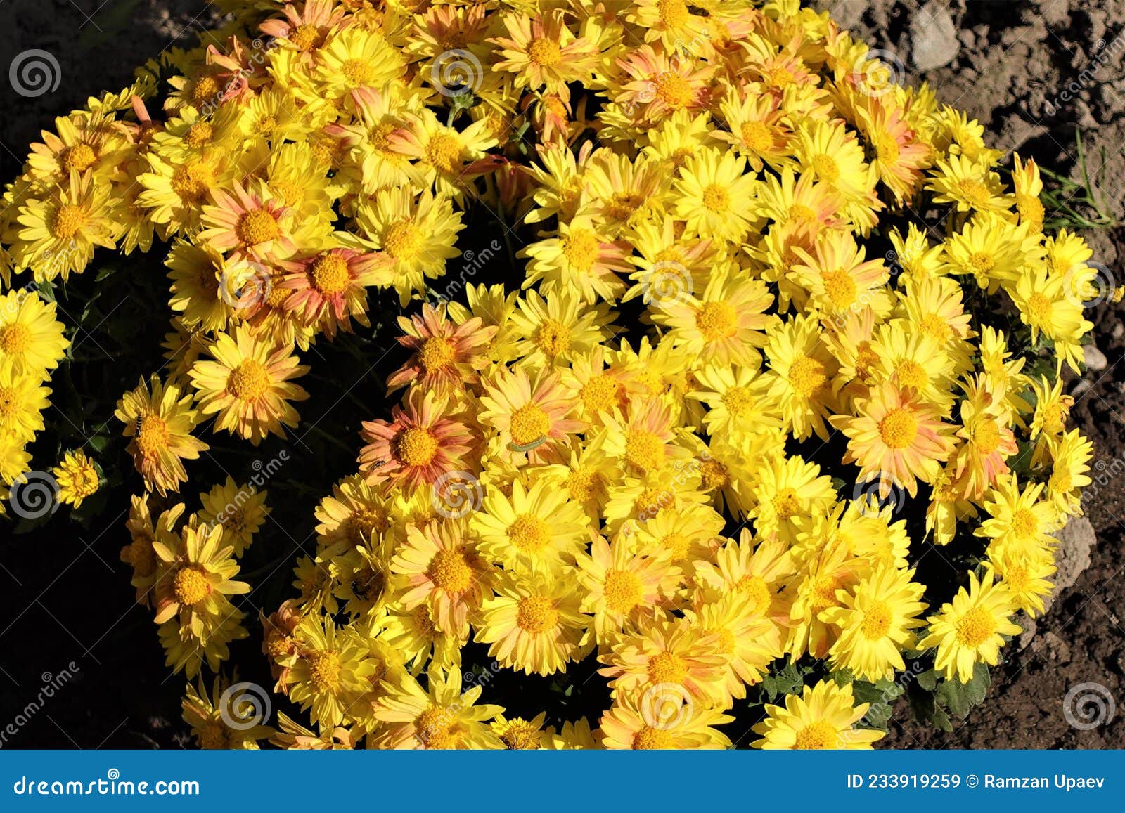 Best Autumn Flowering Plants Stock Image - Image of flowering, autumn ...