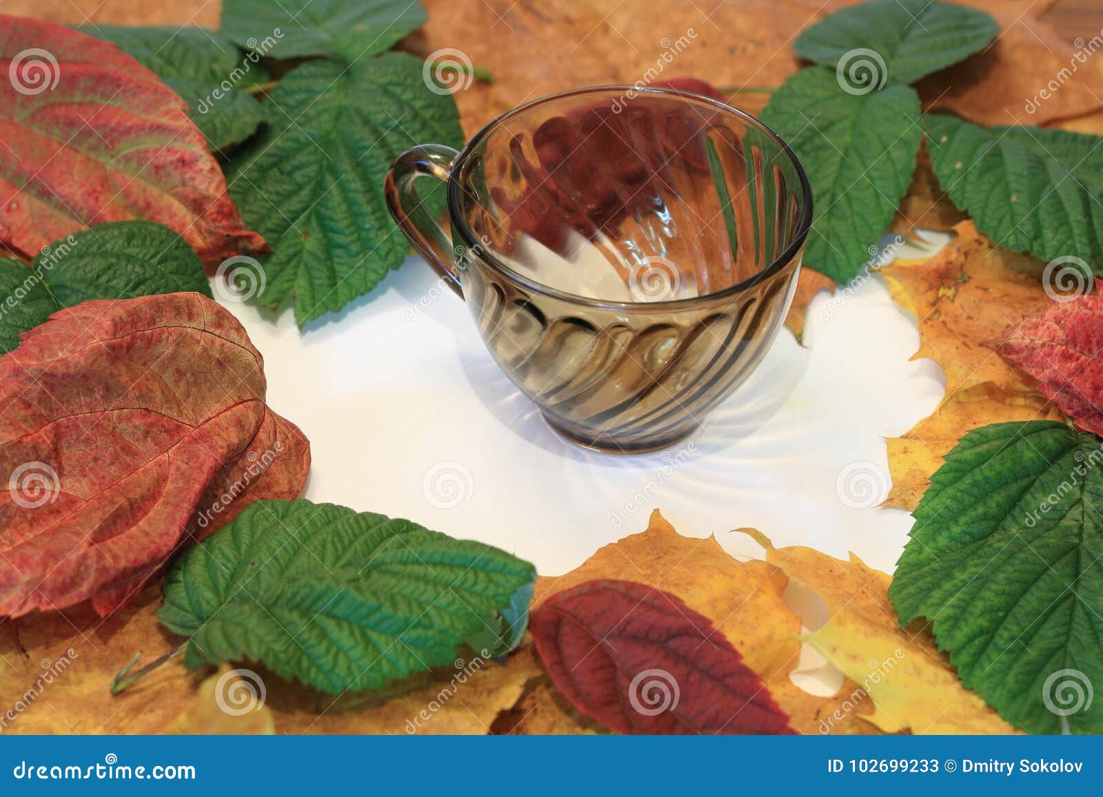 The Best Autumn Leaves of Trees and Still Life Stock Image - Image of ...
