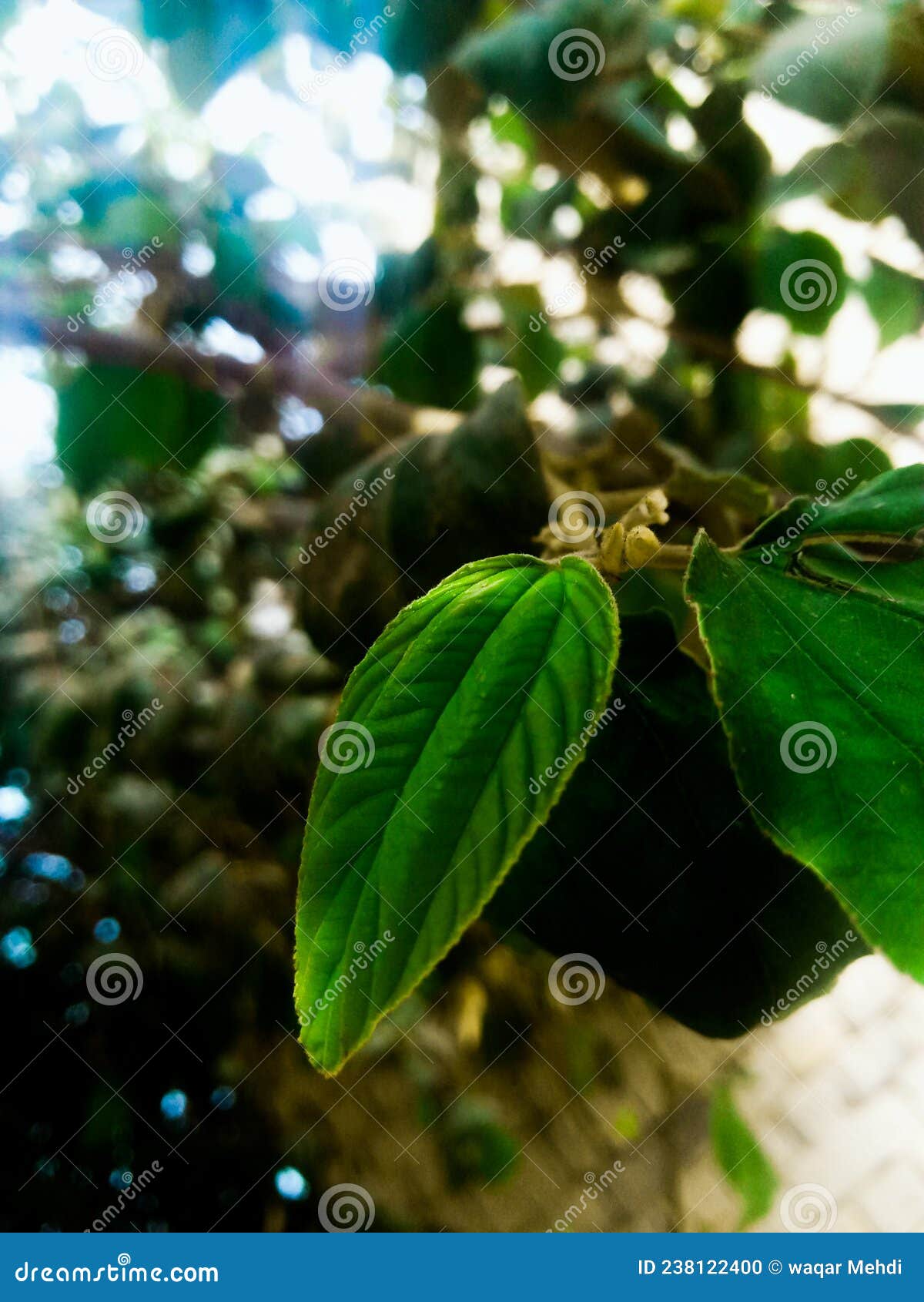Best Beautiful Leaf Morning View Leaf Stock Photo - Image of leaf, view ...