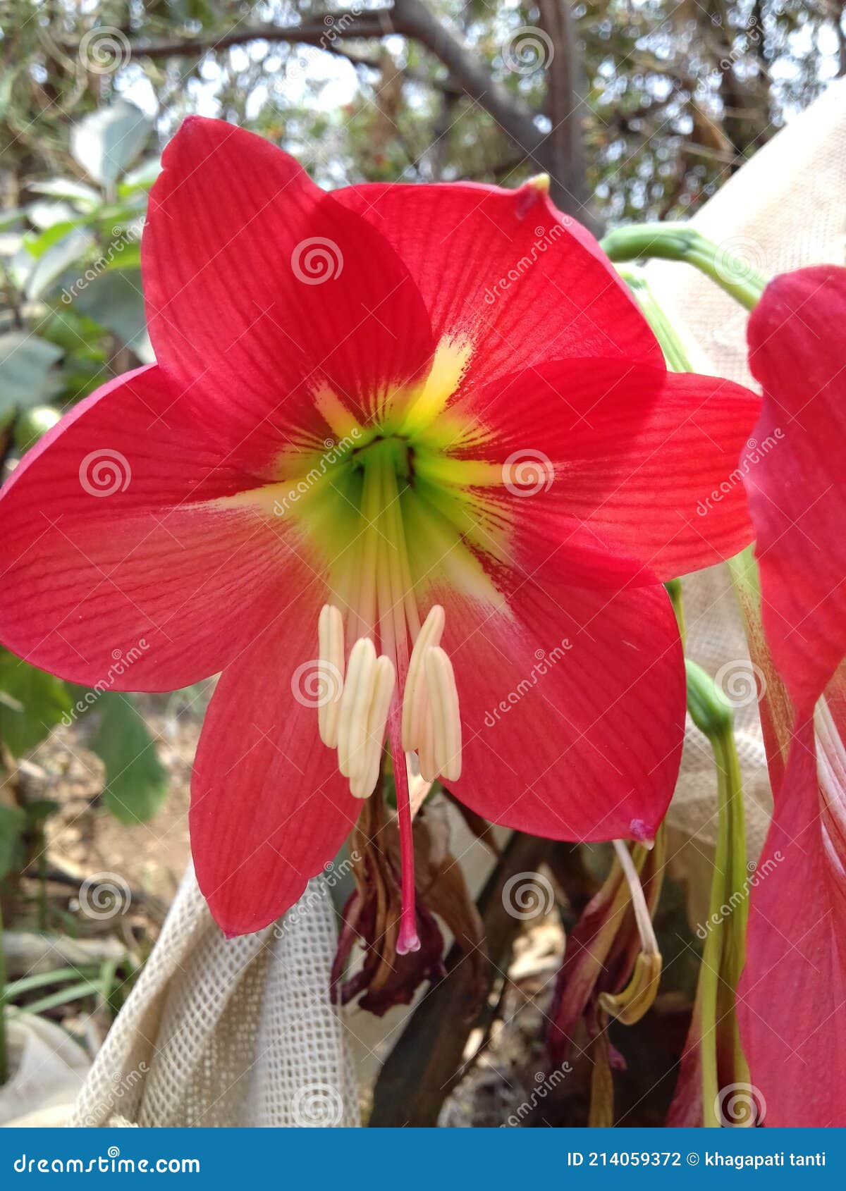 Best Beautiful Red Flowers Wallpaper Image Stock Photo - Image of petal ...