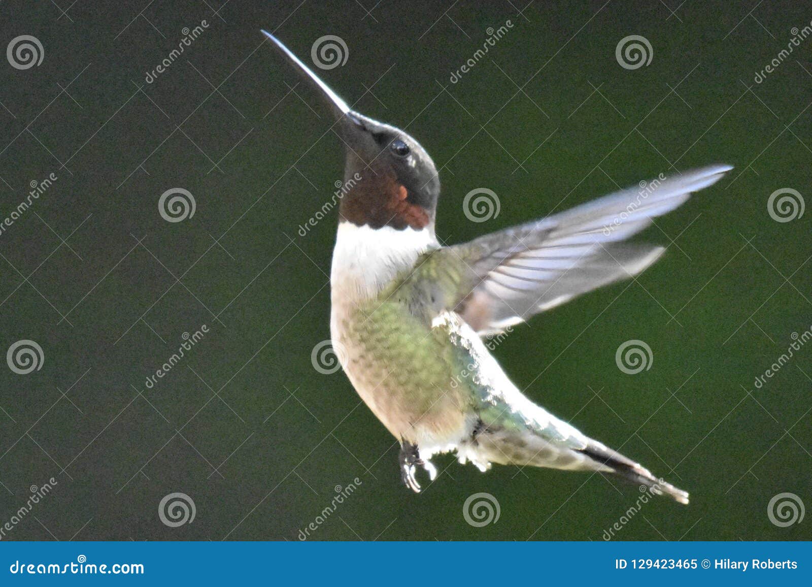 Hummingbird In Flight Looking Back Over His Wing Stock Photography ...
