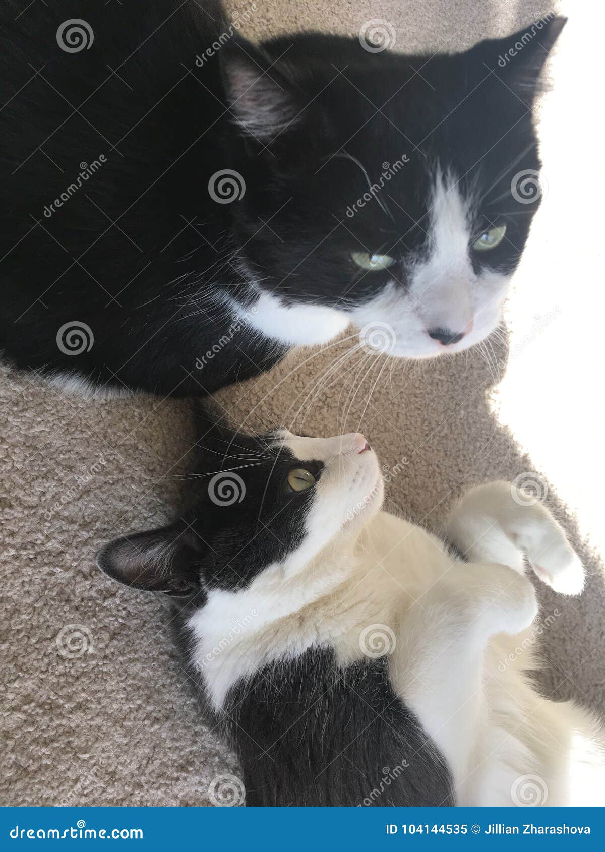 Best cat friends stock image. Image of friends, bodies - 104144535