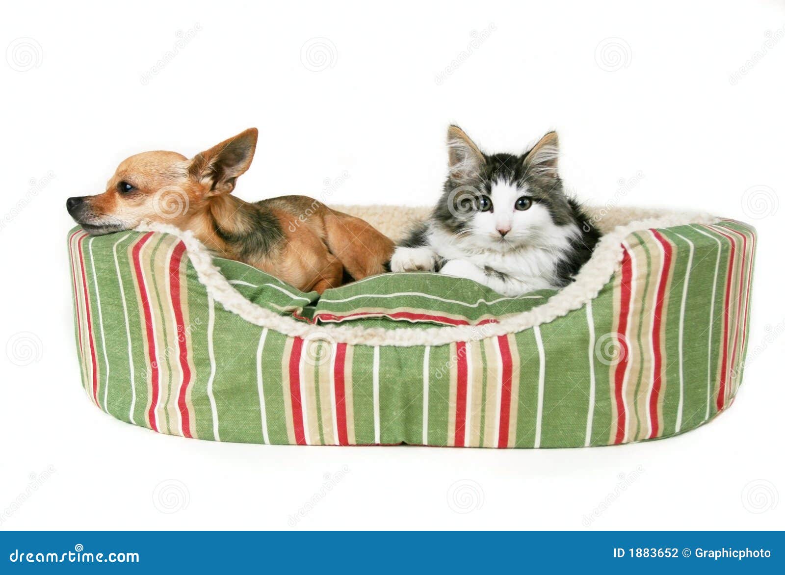 Best Buddies stock photo. Image of little, furry, tiny - 1883652
