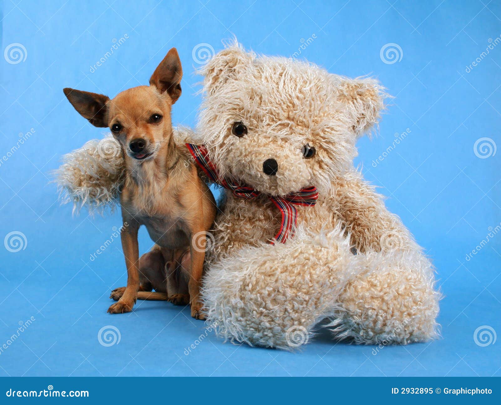 Best buddies stock image. Image of pedigree, bear, blue - 2932895