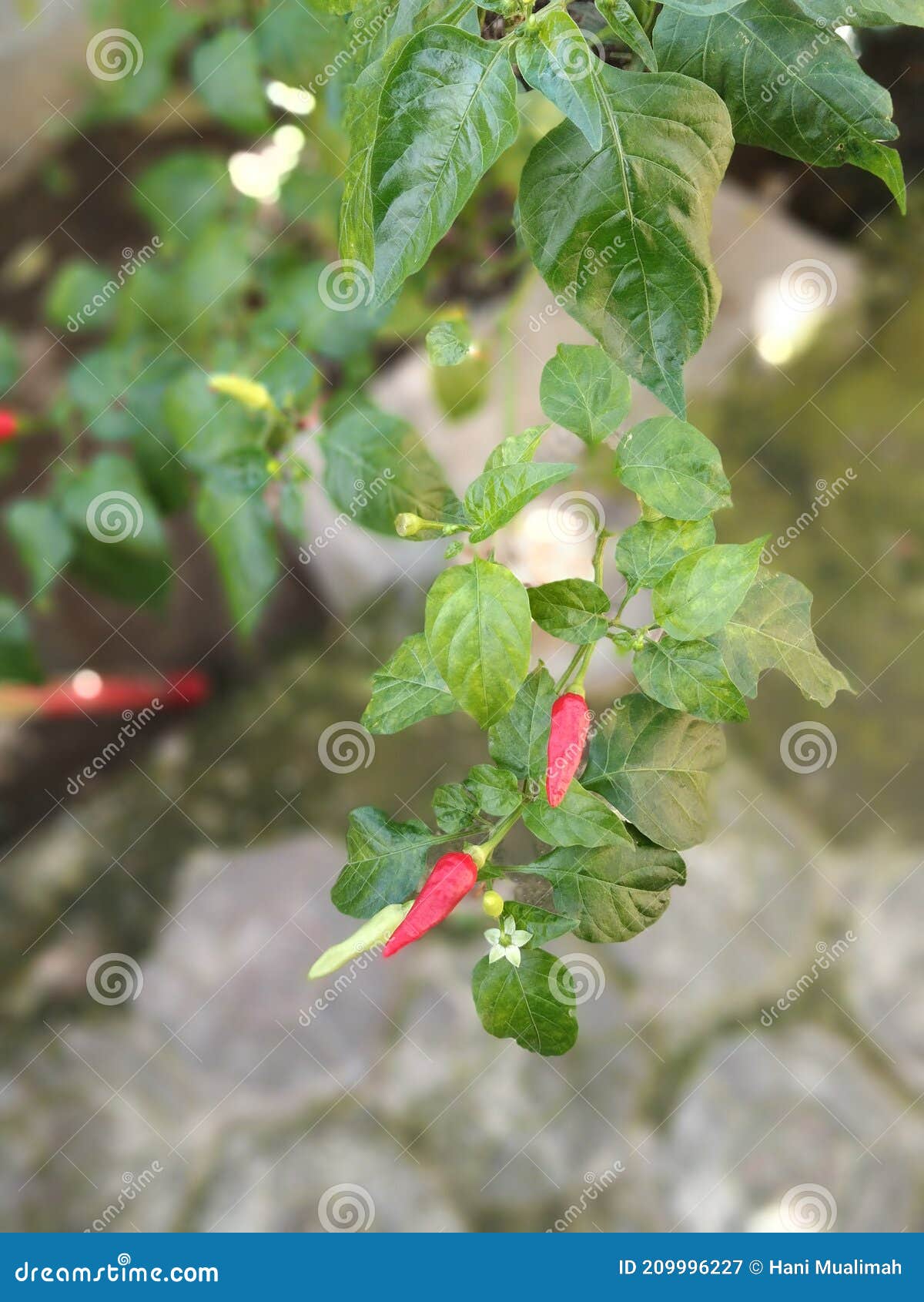 The best Chili Background stock image. Image of natural - 209996227