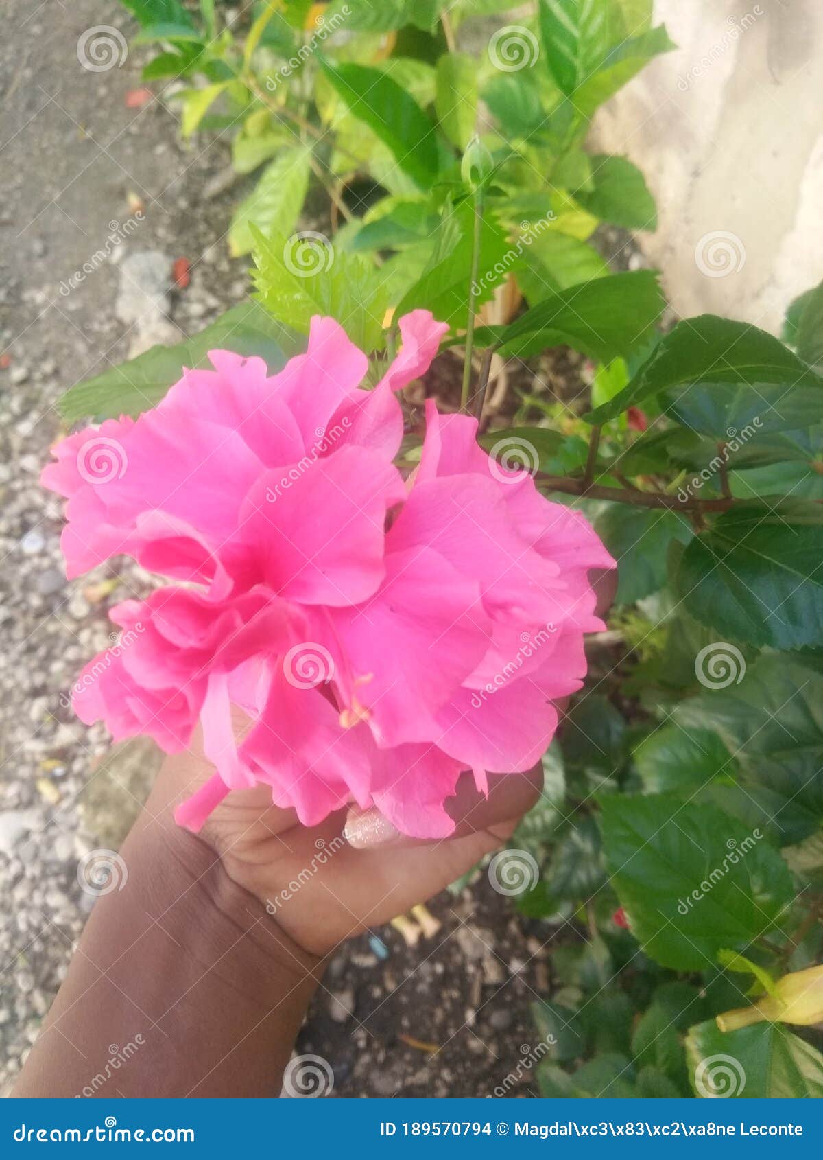 Best Choublack Flower Beautiful and Nice Stock Photo - Image of pink ...